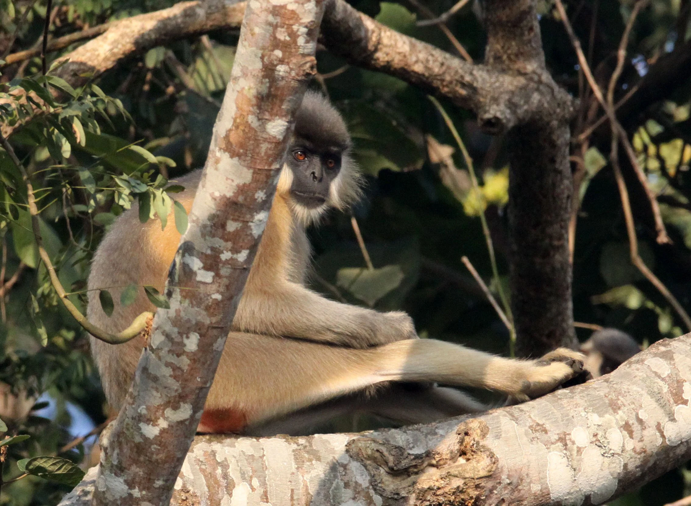 Trachypithecus pileatus tenebricus Tenebrous Capped Langur — Coke Smith ...