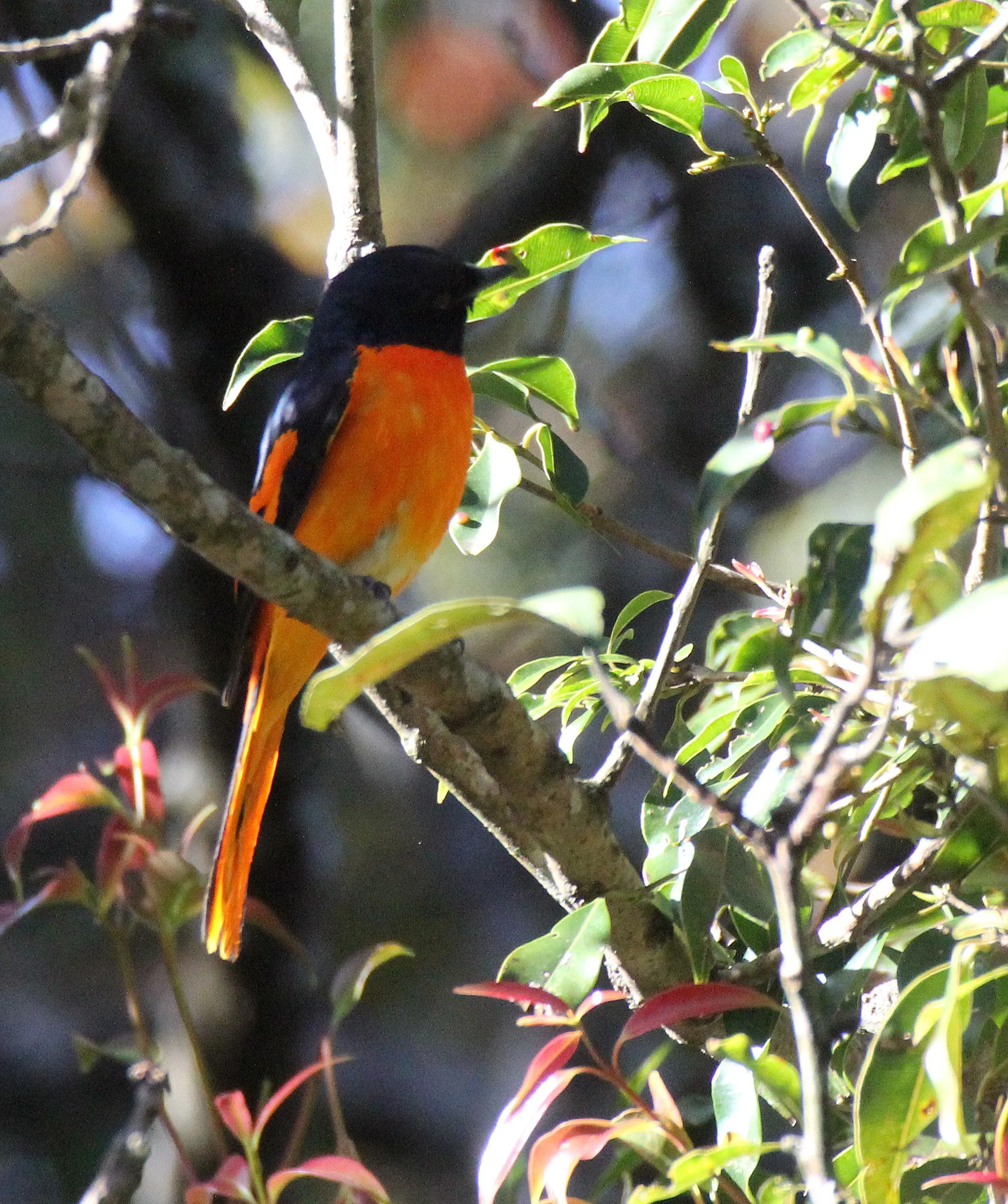 Orange Minivet (Pericrocotus flammeus) Kitulgala National Forest ...