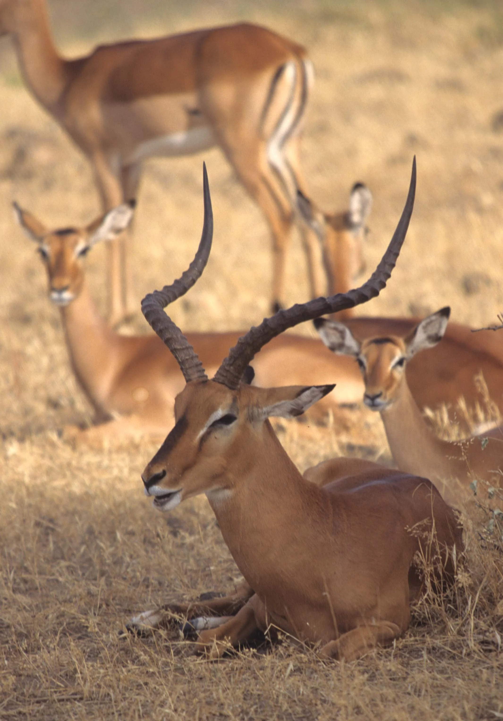 Aepyceros melampus Impala — Coke Smith Wildlife