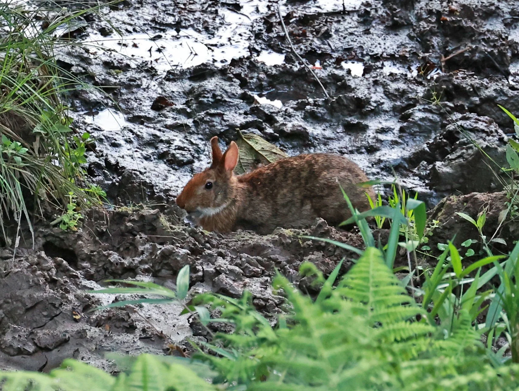 Genus Sylvilagus - Common & Andean Tapeti — Coke Smith Wildlife