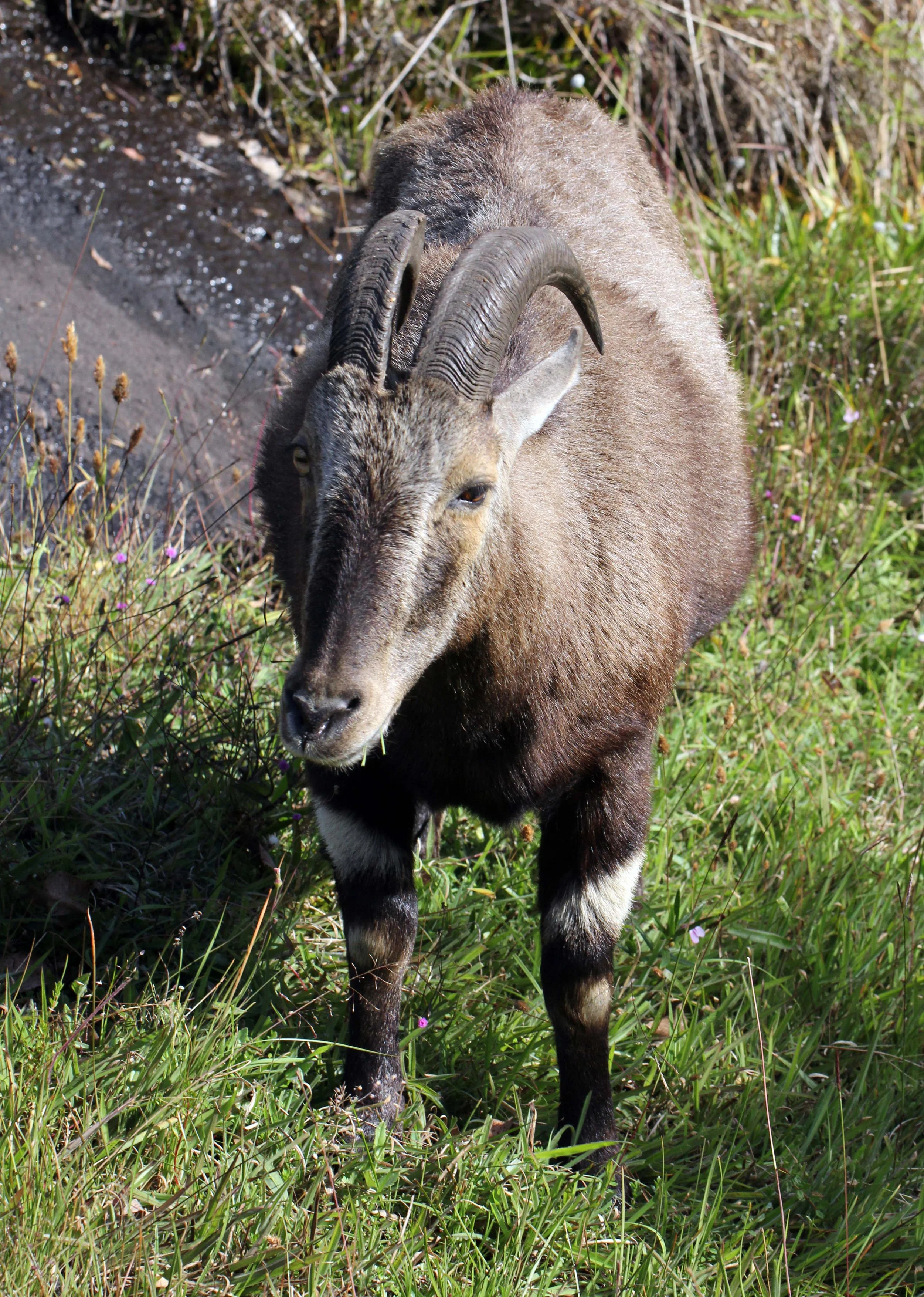 Nilgiritragus hylocrius Nilgiri Tahr — Coke Smith Wildlife