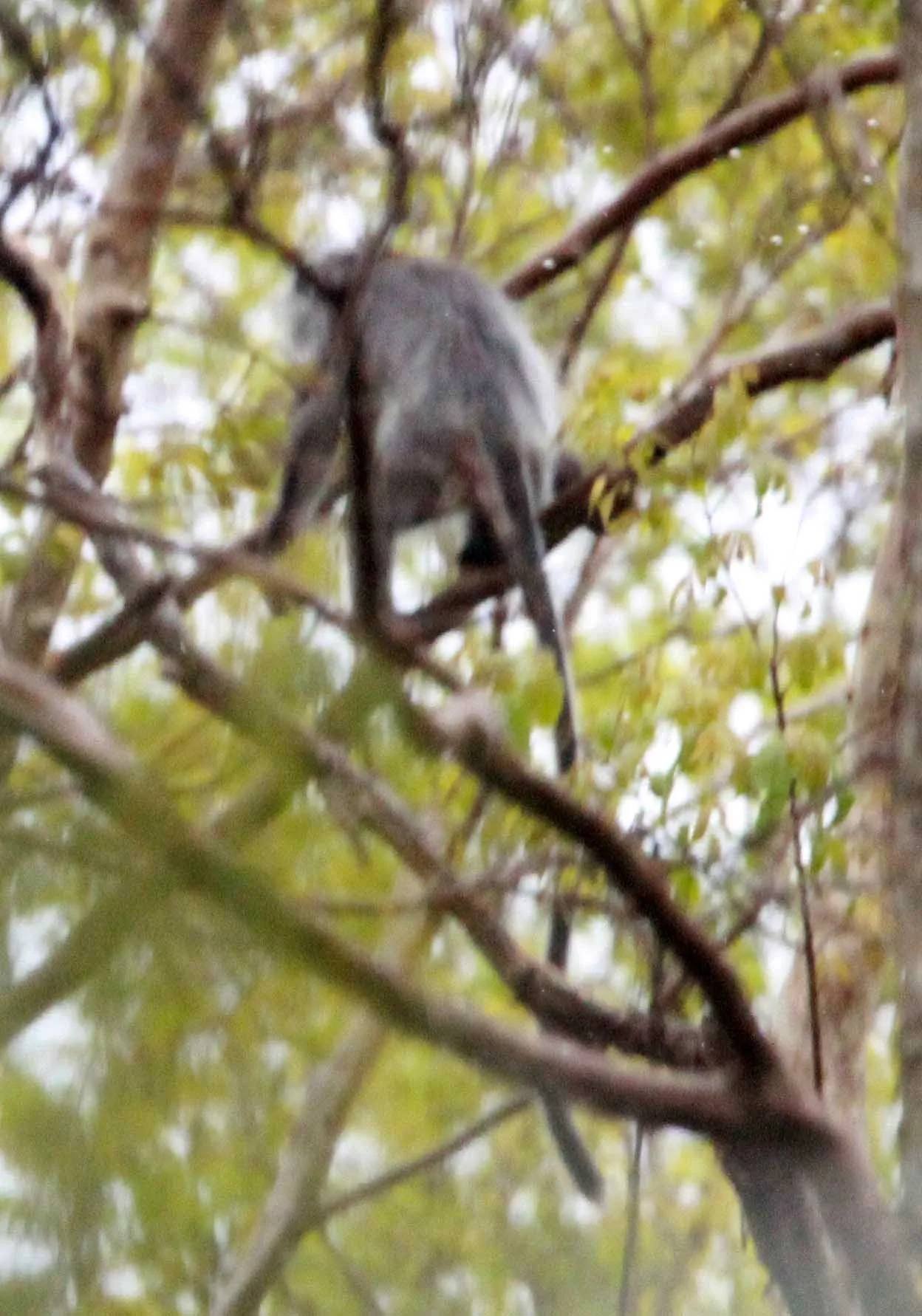 Trachypithecus margarita Annamese Langur — Coke Smith Wildlife