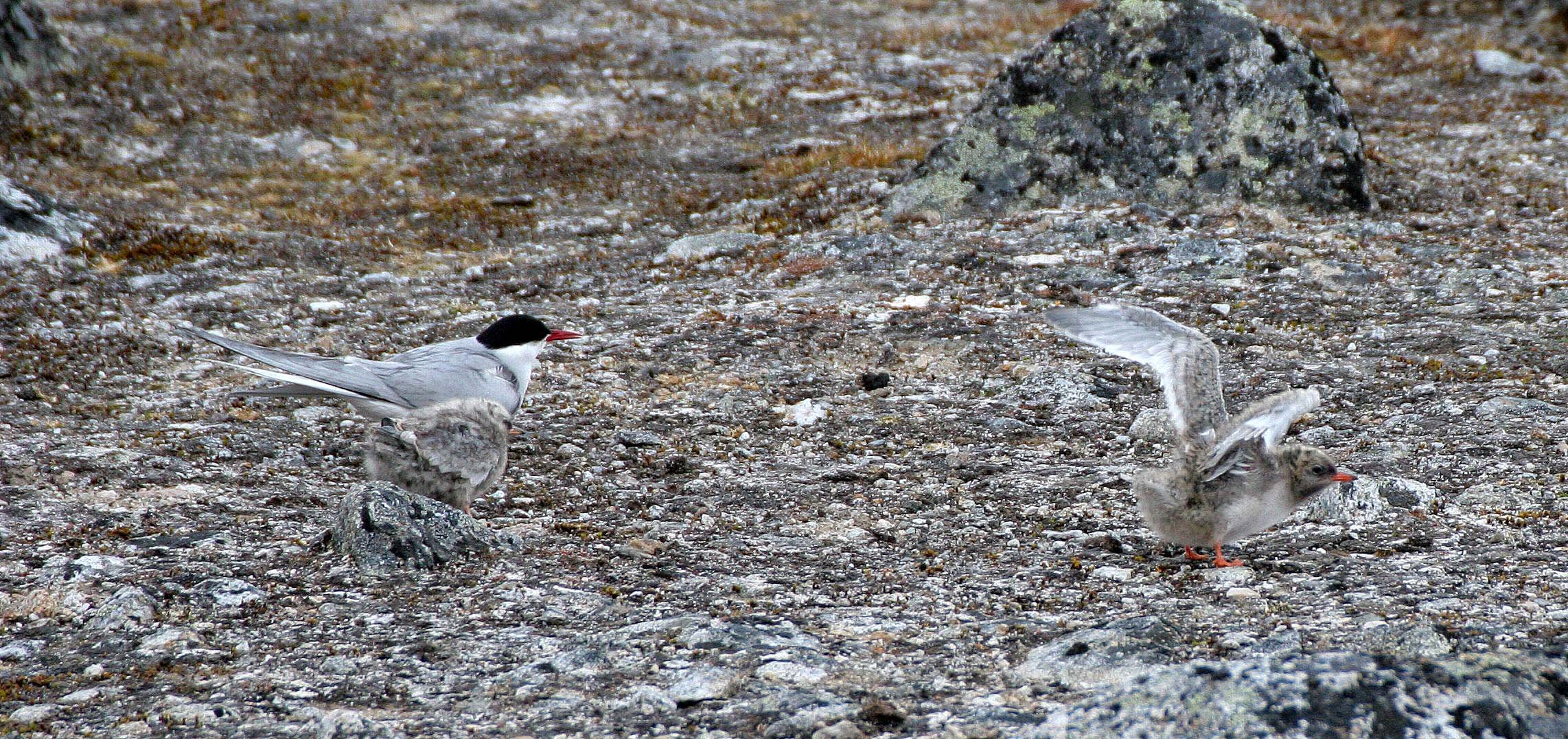 Arctic tern (Sterna paradisaea) Svalbard — Coke Smith Wildlife