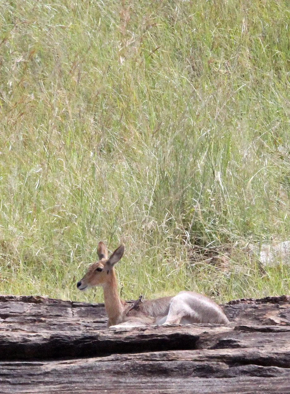 Genus Redunca Reedbucks — Coke Smith Wildlife
