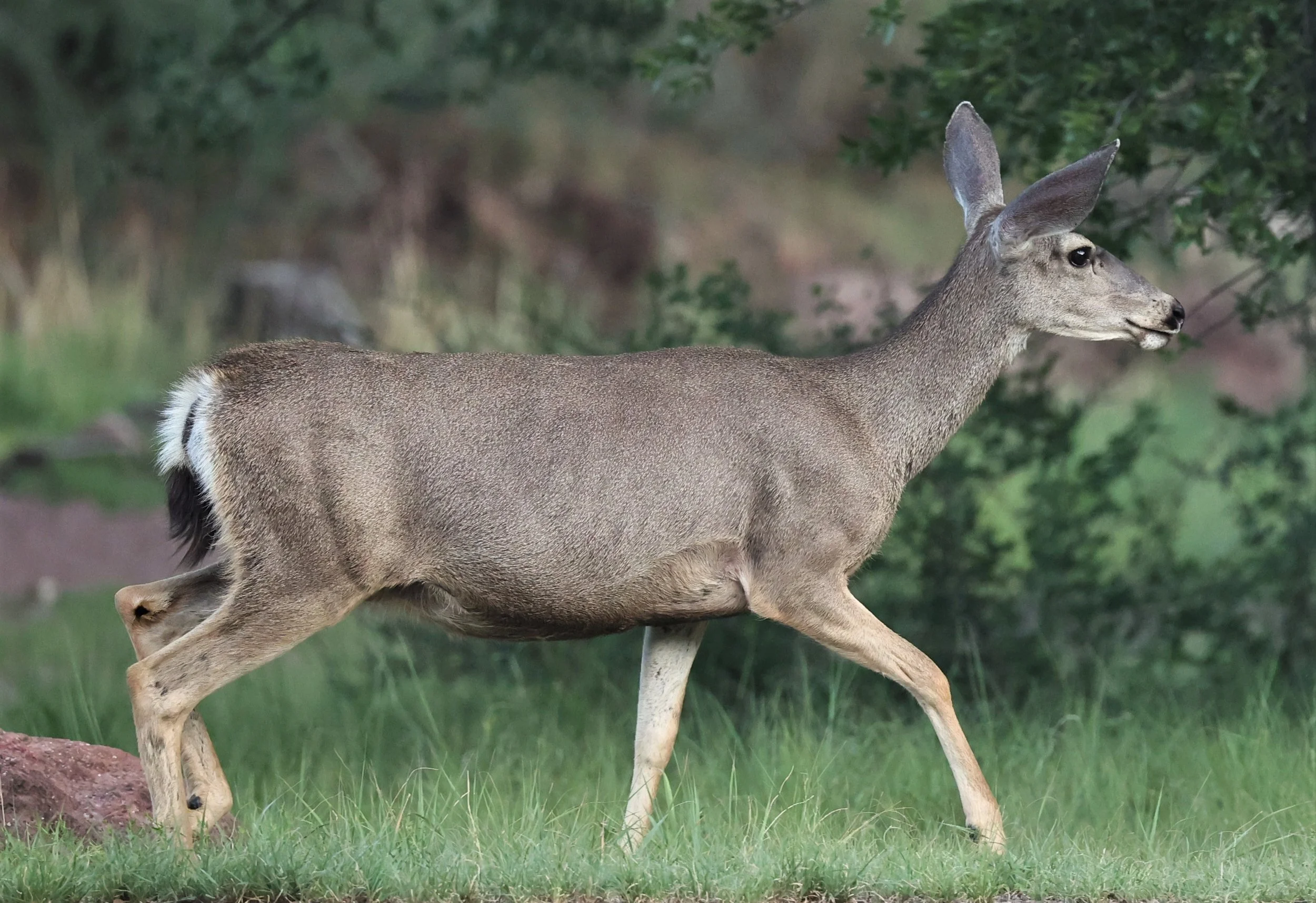 Family Cervidae the Deer — Coke Smith Wildlife