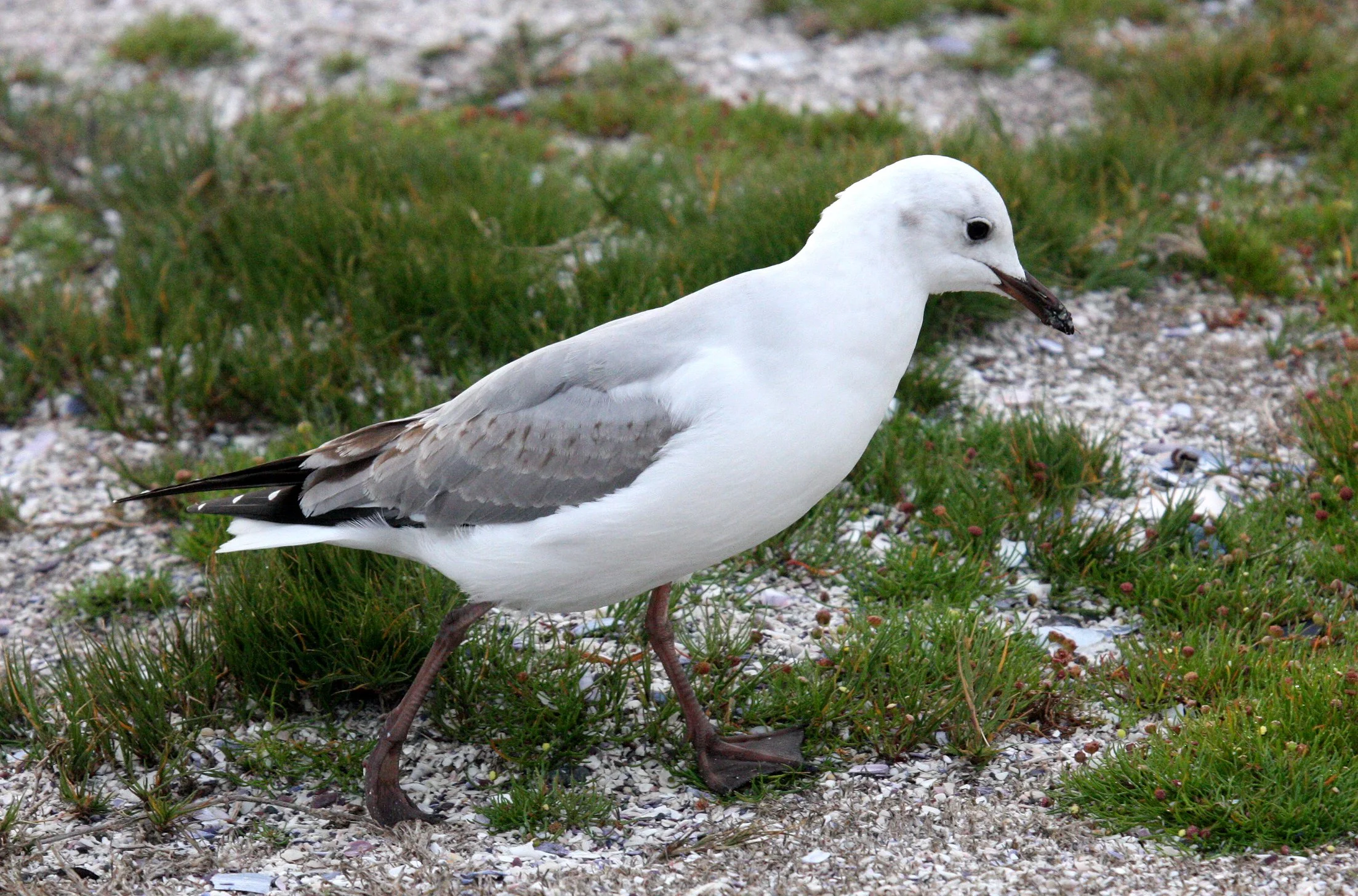 Hartlaub's Gull (Larus hartlaubii) Southern Africa — Coke Smith Wildlife