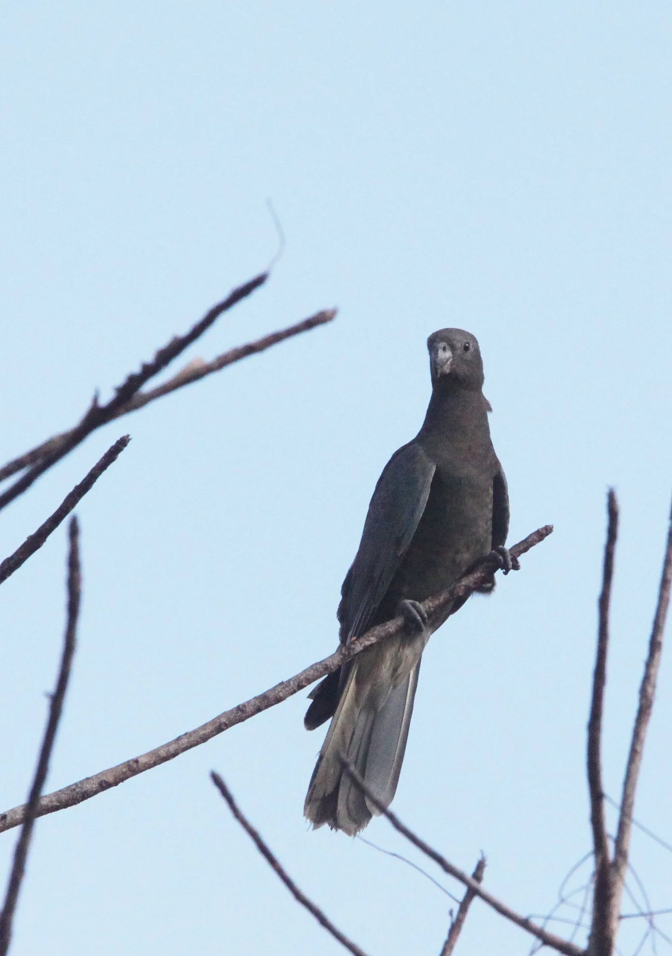 Lesser Vasa Parrot (Coracopsis nigra) Madagascar — Coke Smith Wildlife