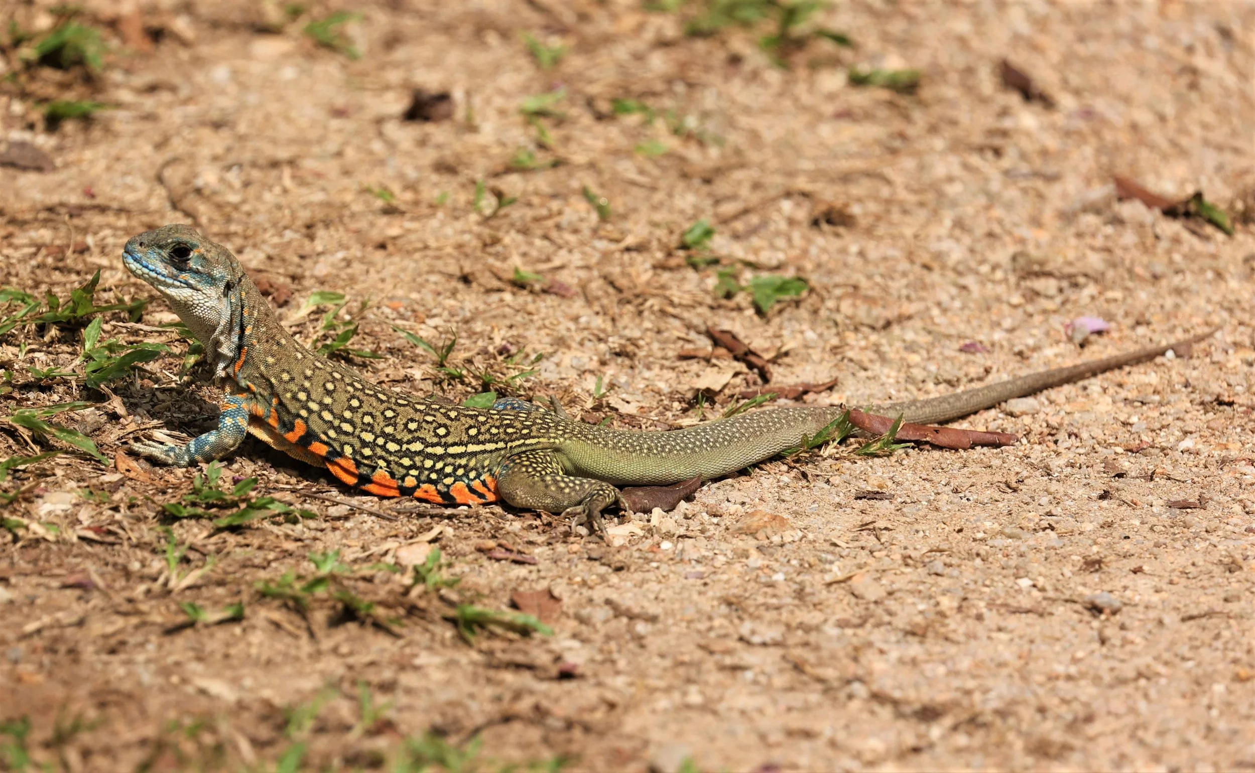 Subfamily Leiolepidinae - Butterfly Lizards — Coke Smith Wildlife