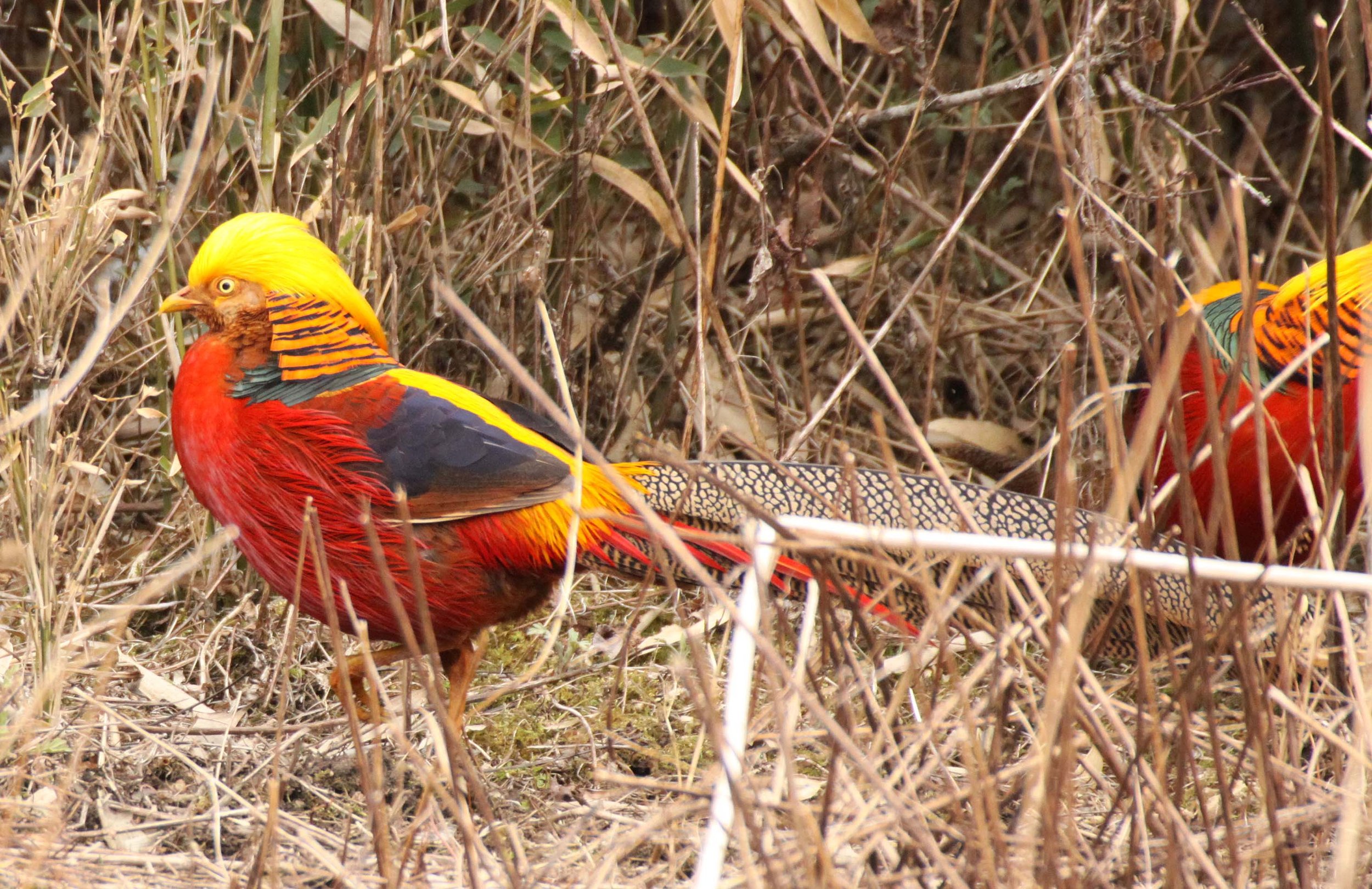 Genus Chrysolophus, Pheasants — Coke Smith Wildlife