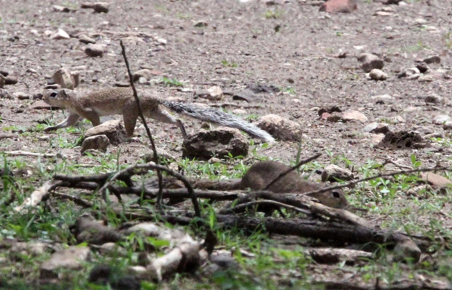 Genus Xerus, Euxerus, Geosciurus - African Ground Squirrels — Coke ...
