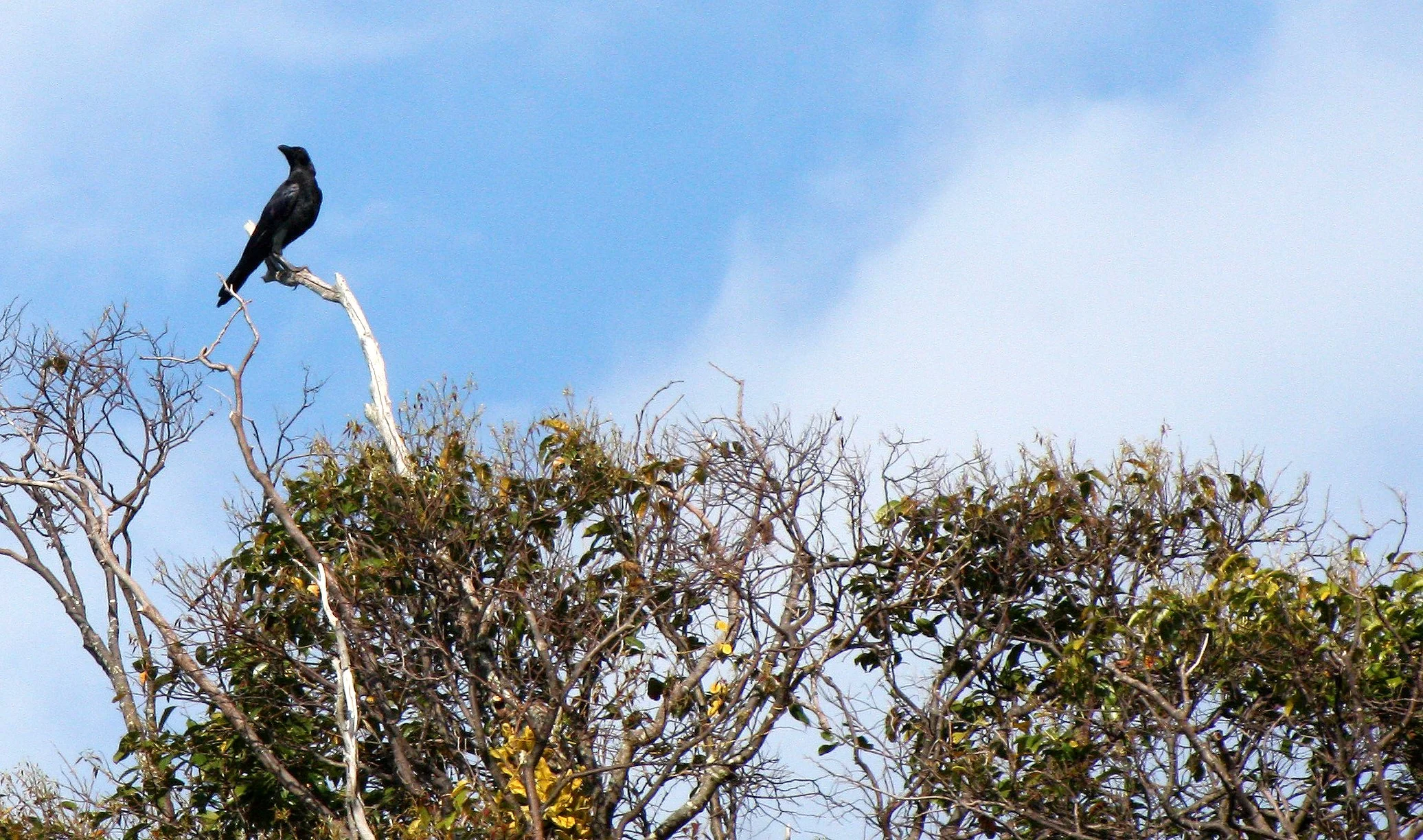 Large-billed Crow (Corvus macrorhynchos) Thailand, China, Japan — Coke ...