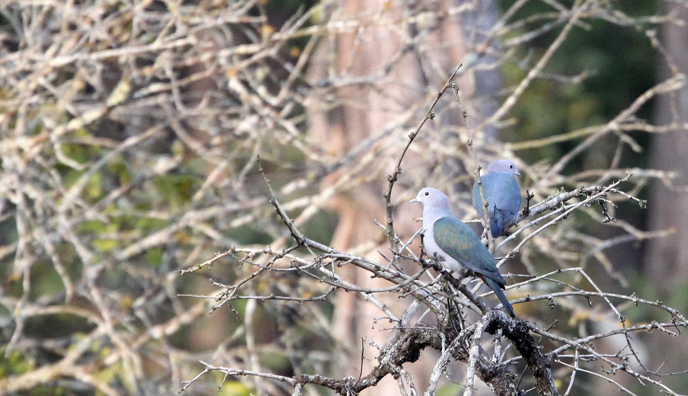 Genus Ducula Imperial Pigeons — Coke Smith Wildlife