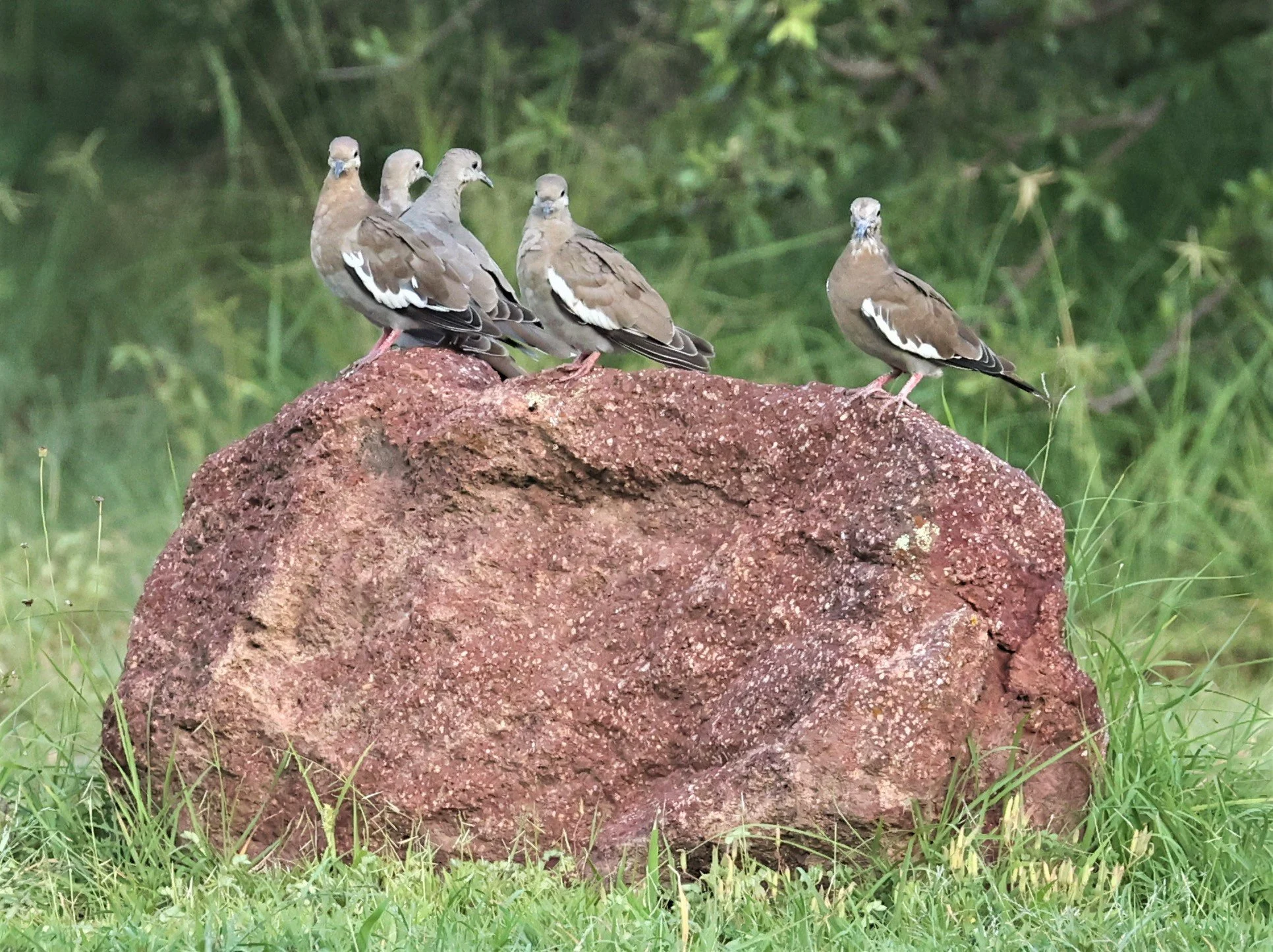 Birds of Davis Mountains Texas — Coke Smith Wildlife
