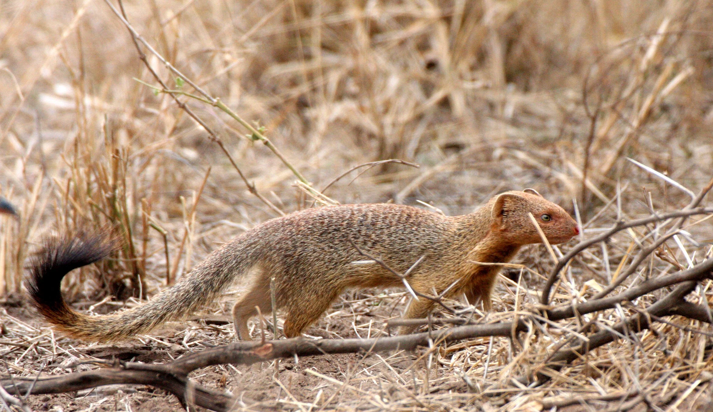 Herpestes sanguinea - Slender Mongoose — Coke Smith Wildlife