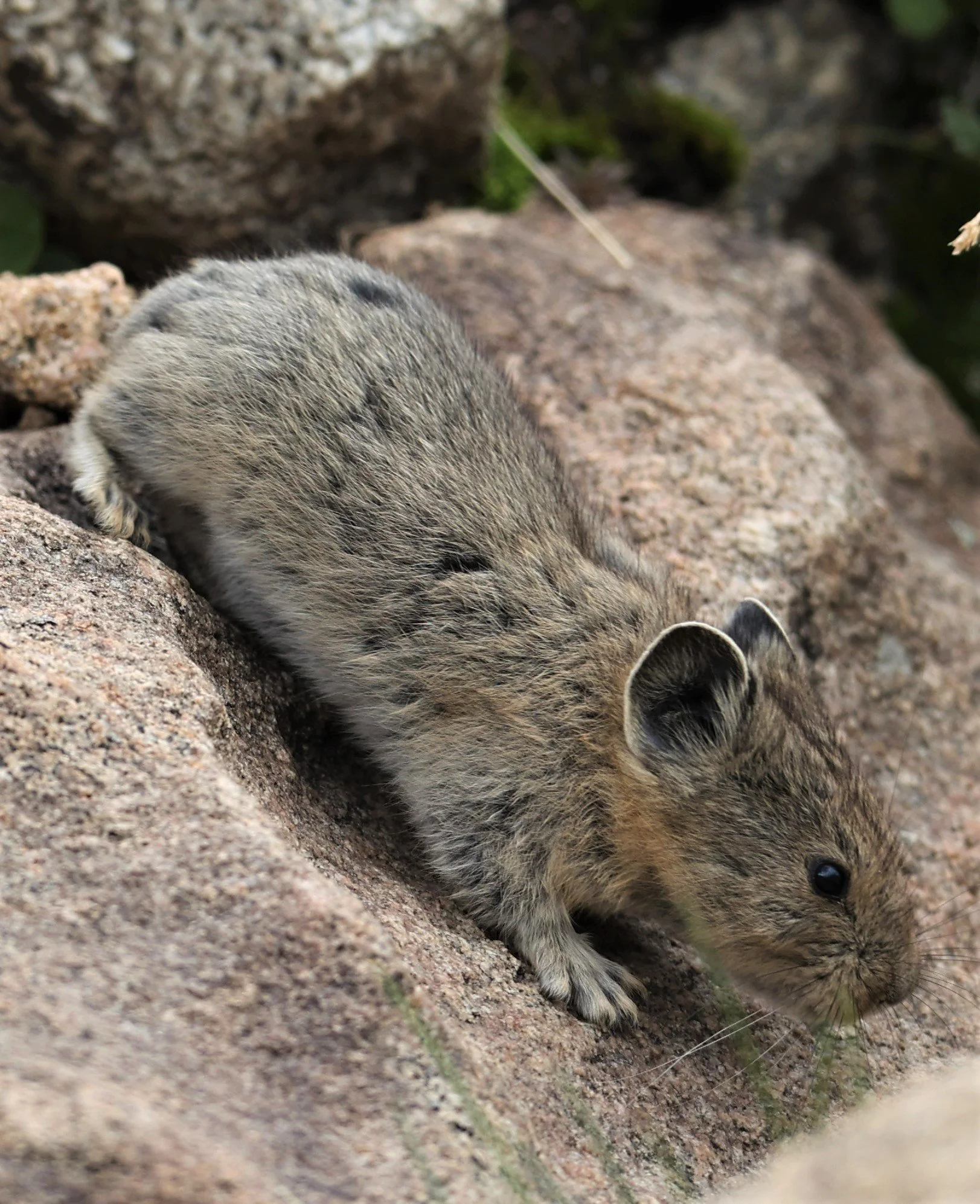Genus Ochotona the Pika — Coke Smith Wildlife