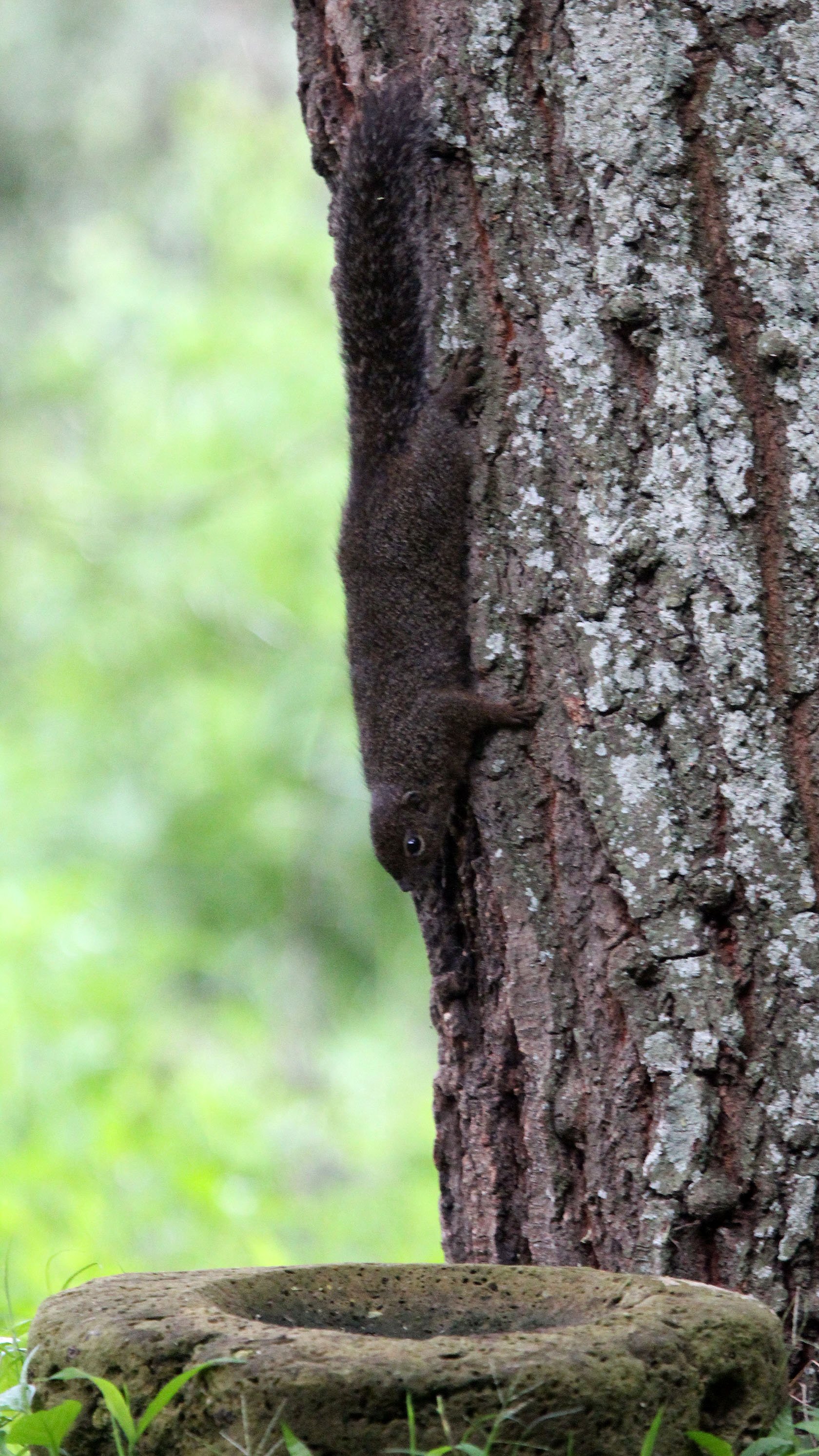 Genus Heliosciurus - Sun Squirrels — Coke Smith Wildlife