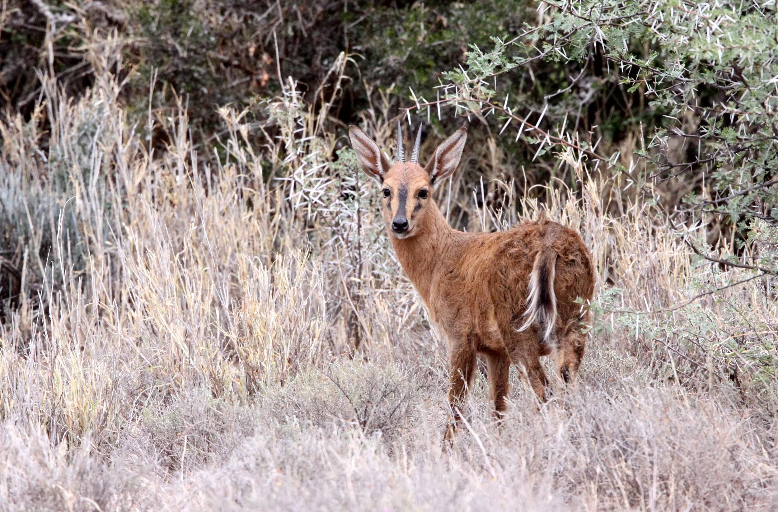 Cephalophinae the Duikers — Coke Smith Wildlife