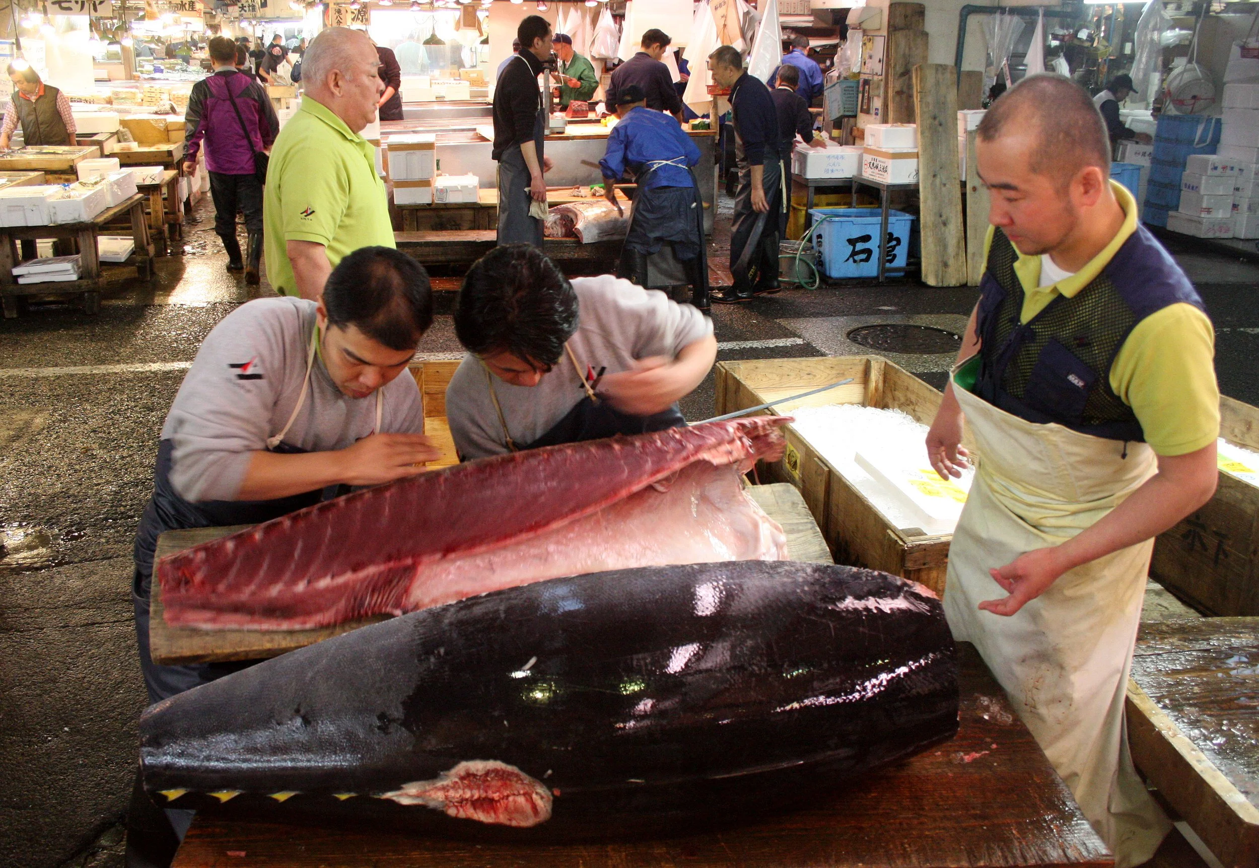 Tsukiji Market, Tokyo Japan — Coke Smith Wildlife