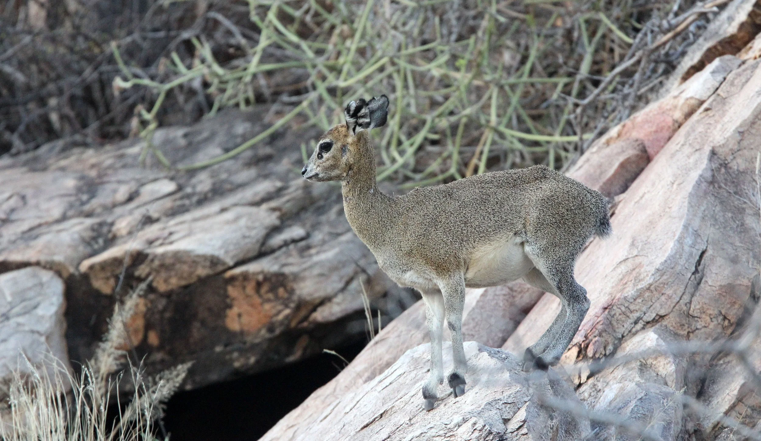 Oreotraginae Klipspringers — Coke Smith Wildlife
