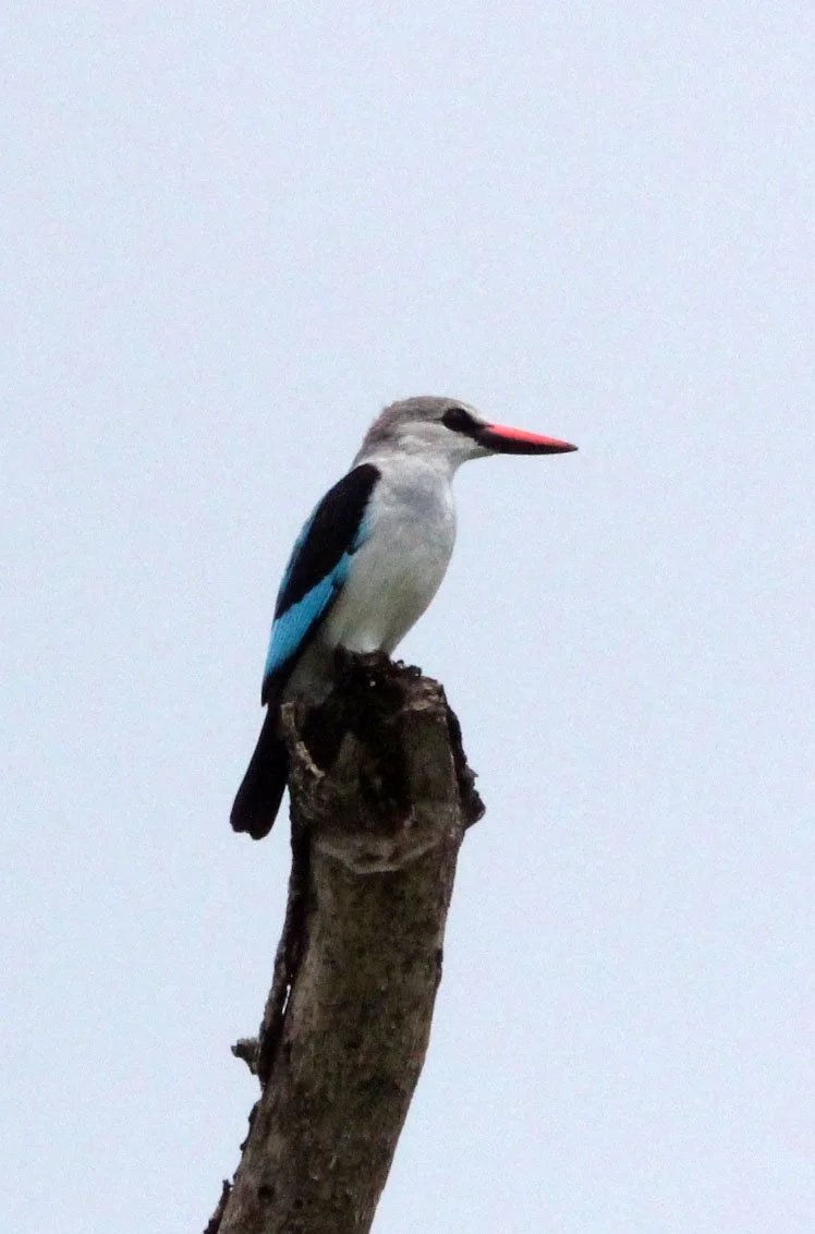 Woodland Kingfisher (Halcyon senegalensis) — Coke Smith Wildlife
