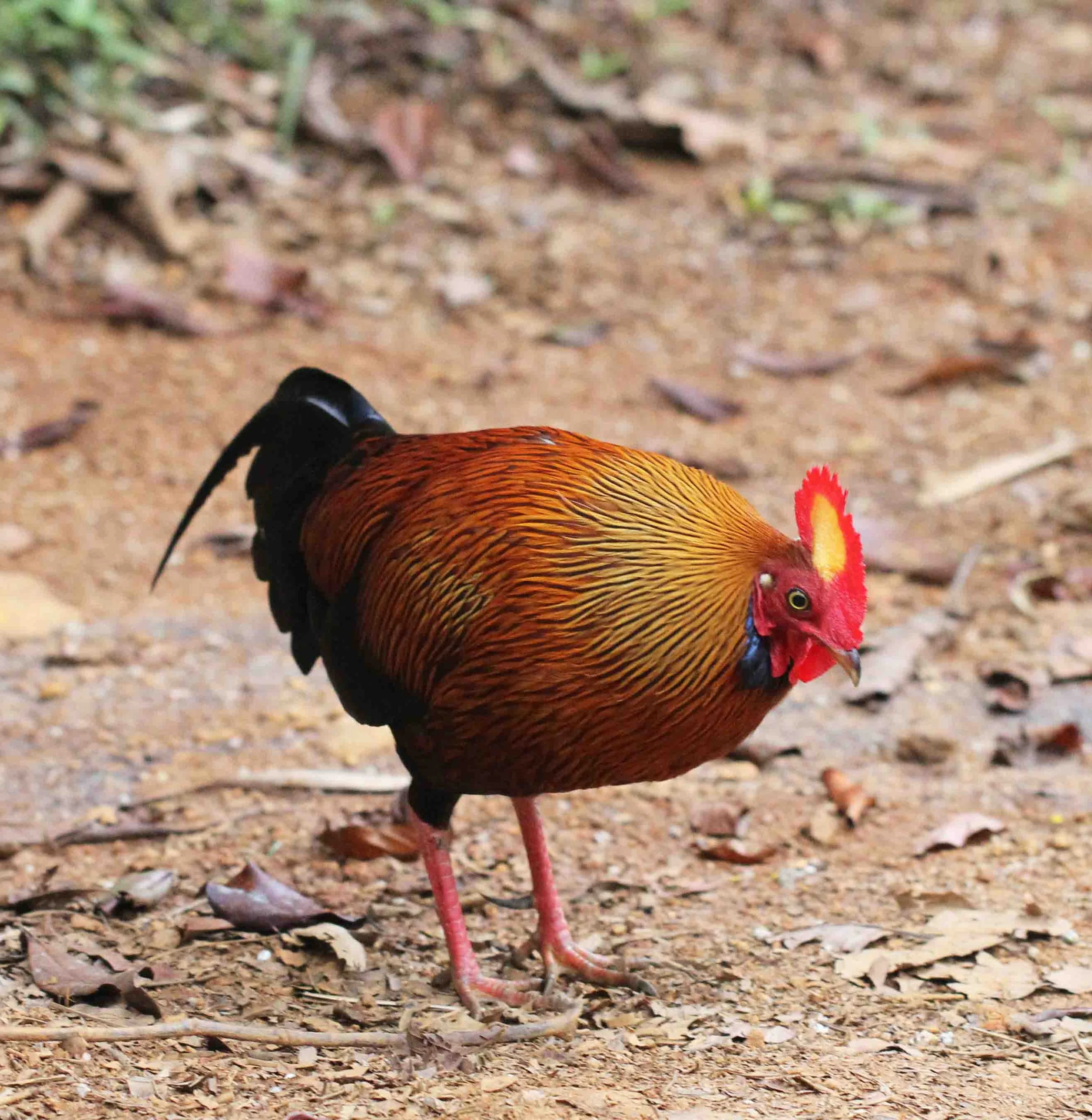 Genus Gallus, Jungle Fowl — Coke Smith Wildlife