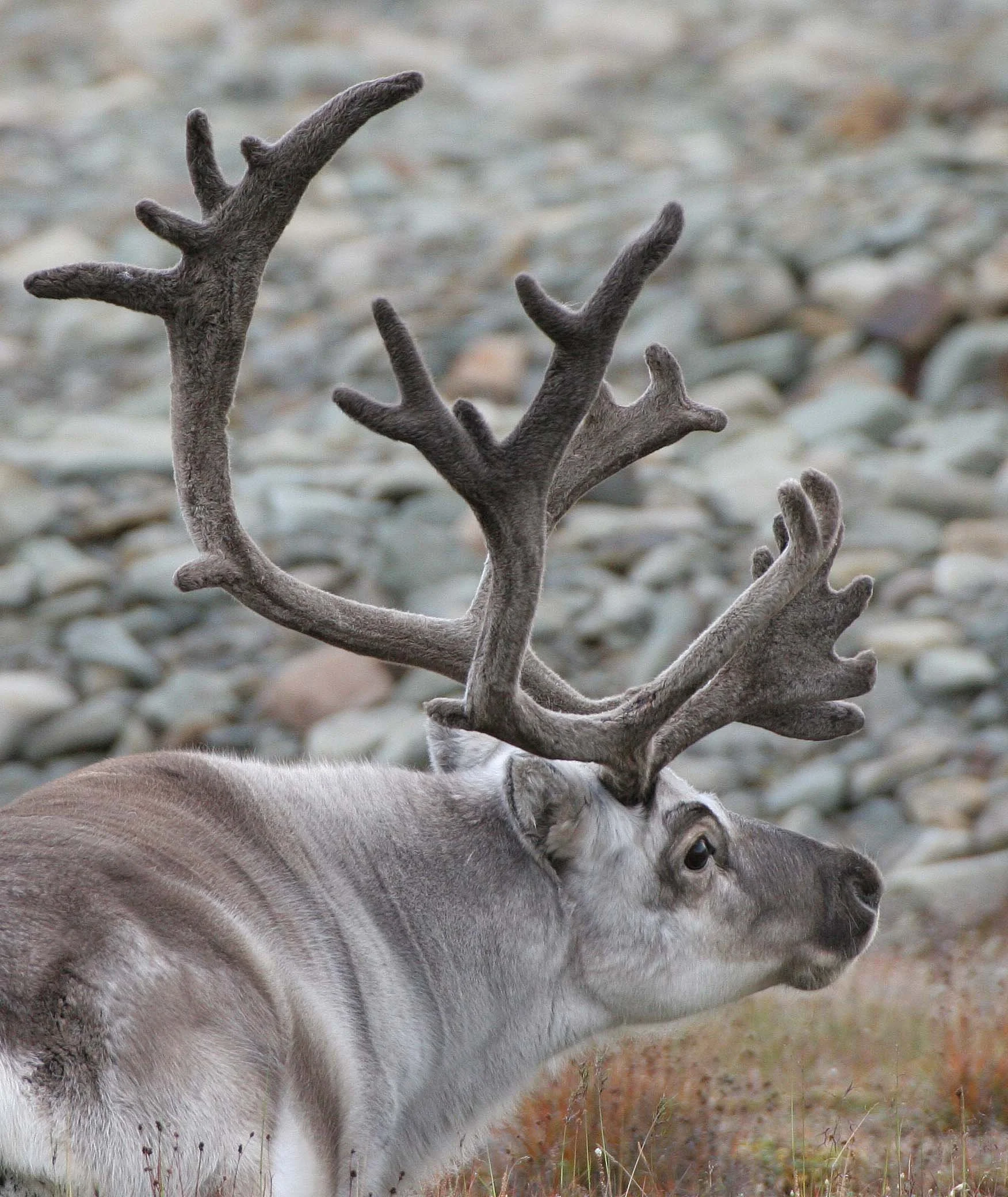 Genus Rangifer the Reindeer — Coke Smith Wildlife