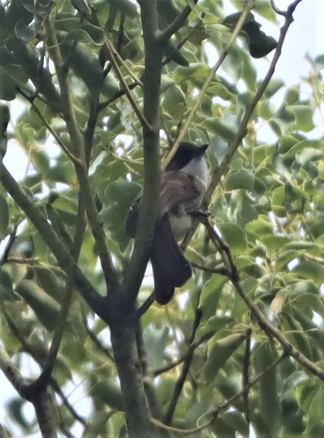 Brown-breasted Bulbul (Pycnonotus xanthorrhous) — Coke Smith Wildlife