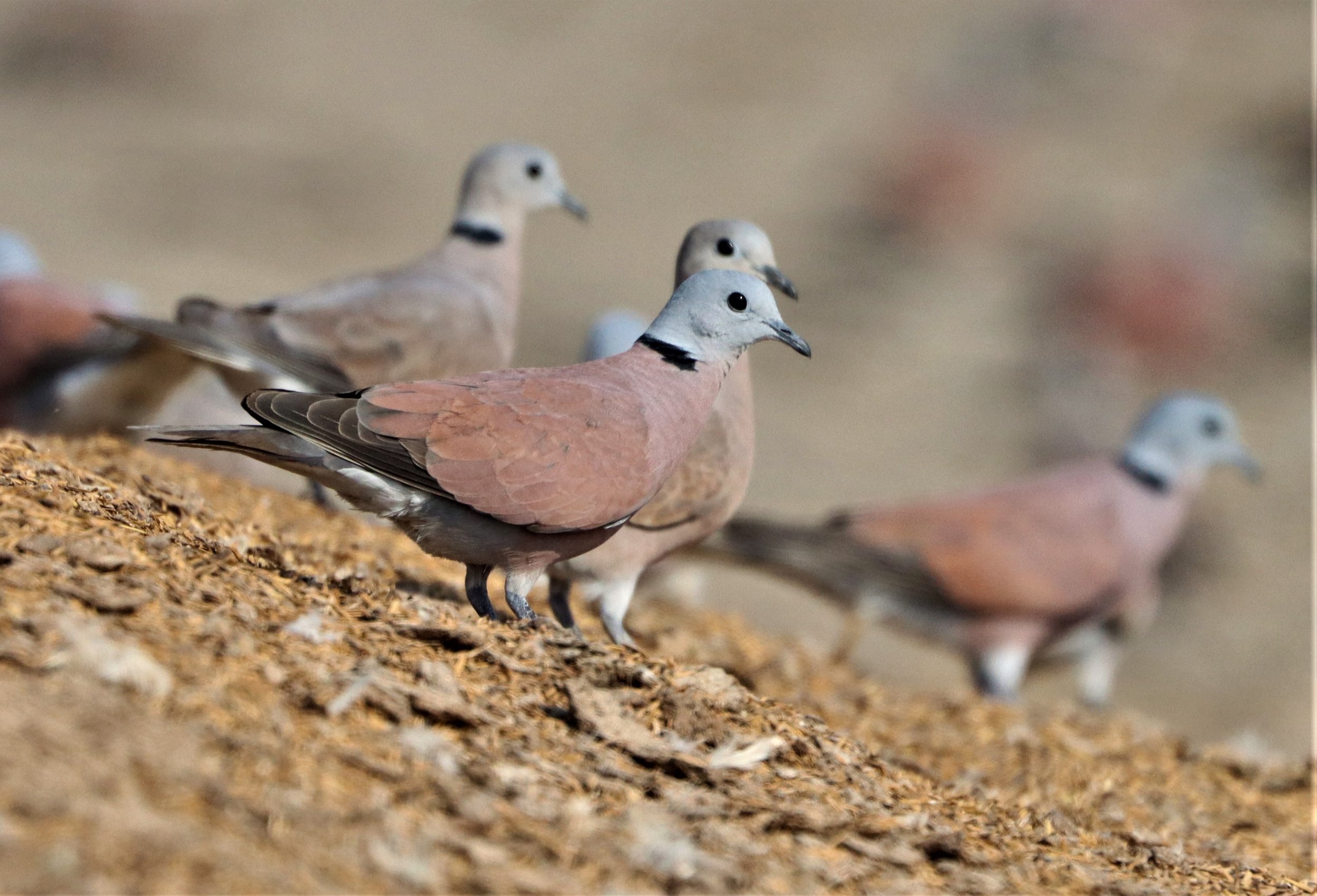 Genus Streptopelia Mourning & Turtle Doves — Coke Smith Wildlife