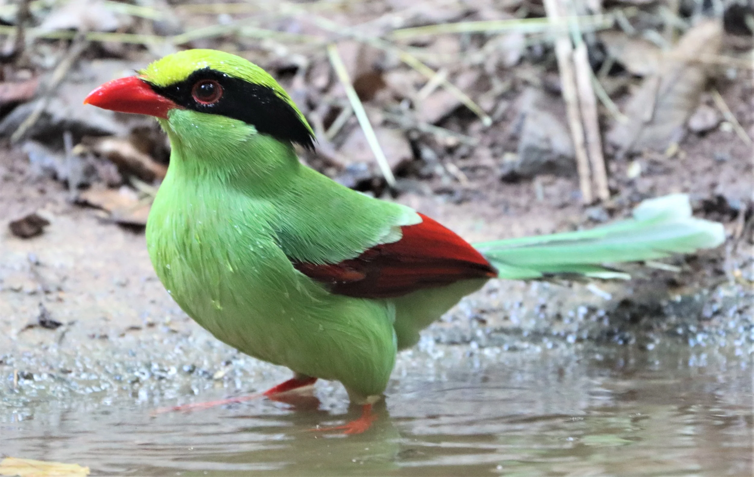 Common Green Magpie (Cissa chinensis) Thailand — Coke Smith Wildlife