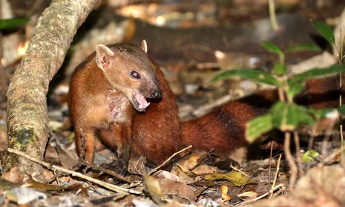 Family Eupleridae - Madagascar Mongooses — Coke Smith Wildlife