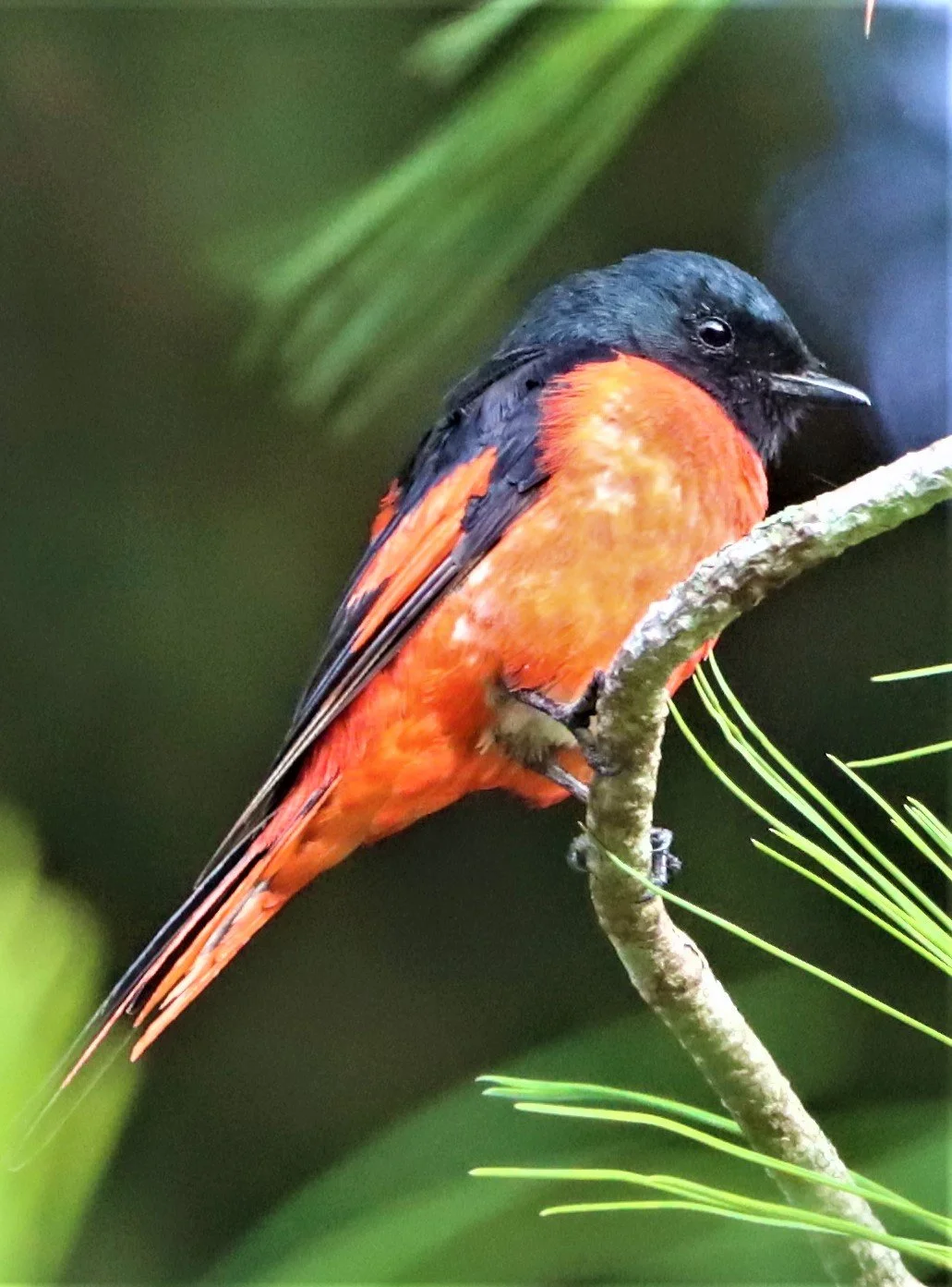Short-billed Minivet (Pericrocotus brevirostris) Doi Ang Kang Chiang ...