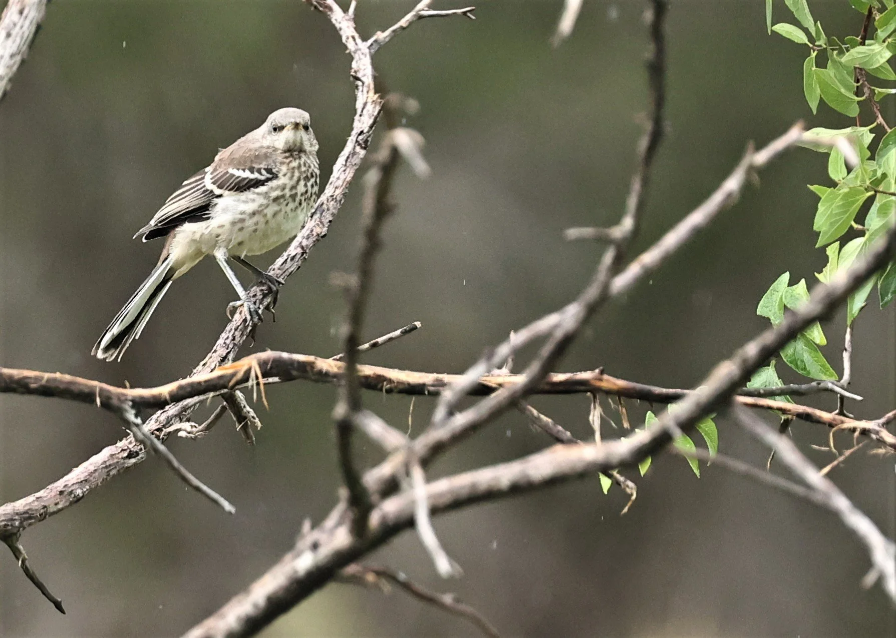 Birds of Davis Mountains Texas — Coke Smith Wildlife