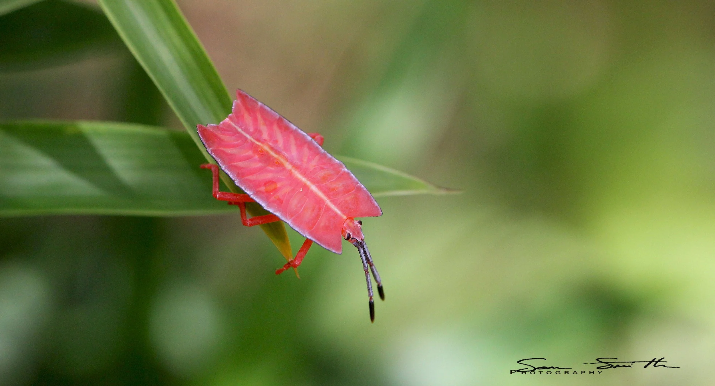 Order Hemiptera — Coke Smith Wildlife