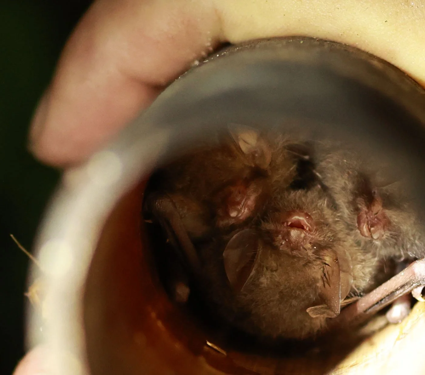 Hardwicke's Woolly Bat (Kerivoula hardwickii) — Coke Smith Wildlife