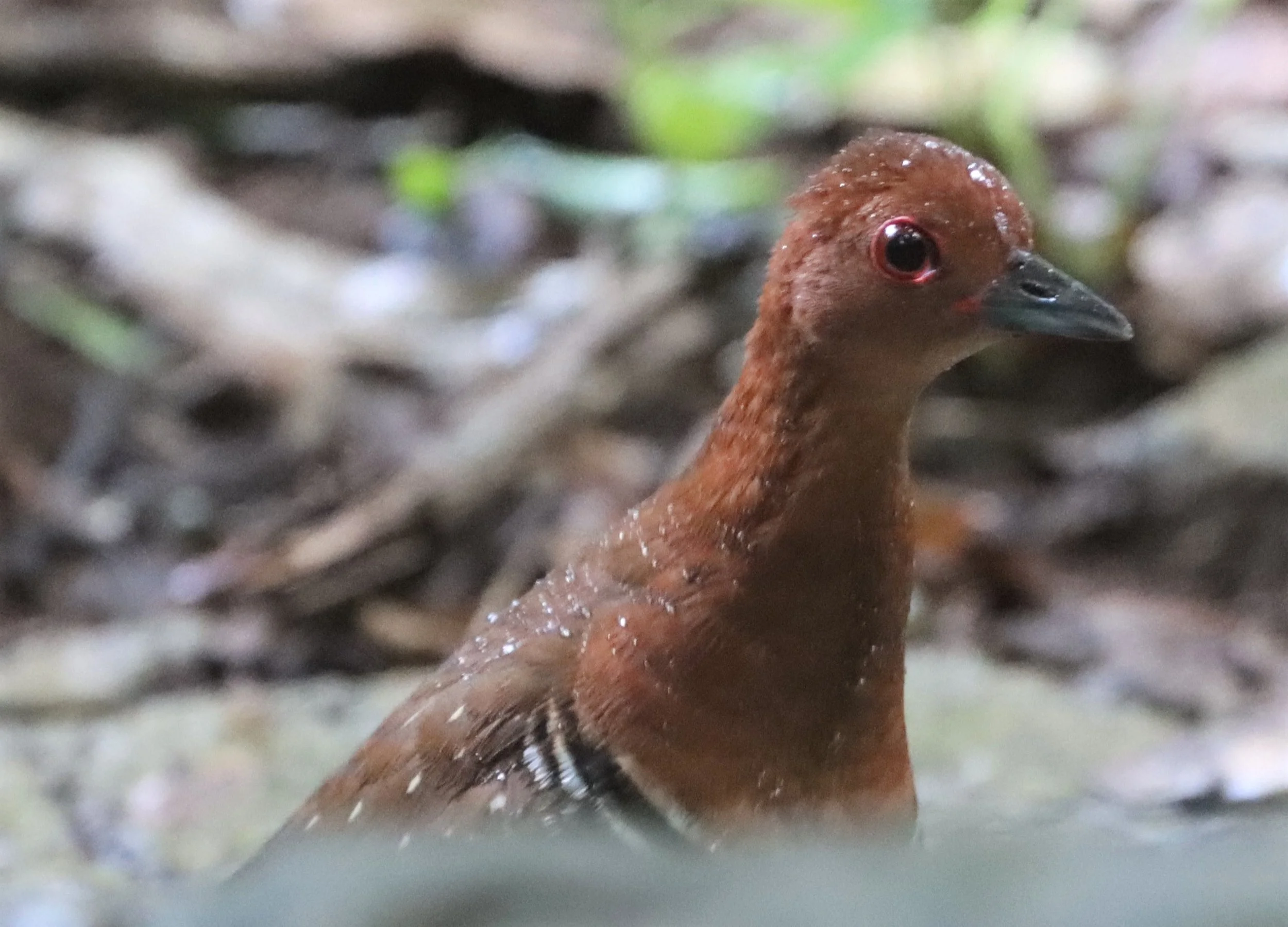 Red-legged Crake (Rallina fasciata) Neung Hide nr Kaeng Krachan NP ...