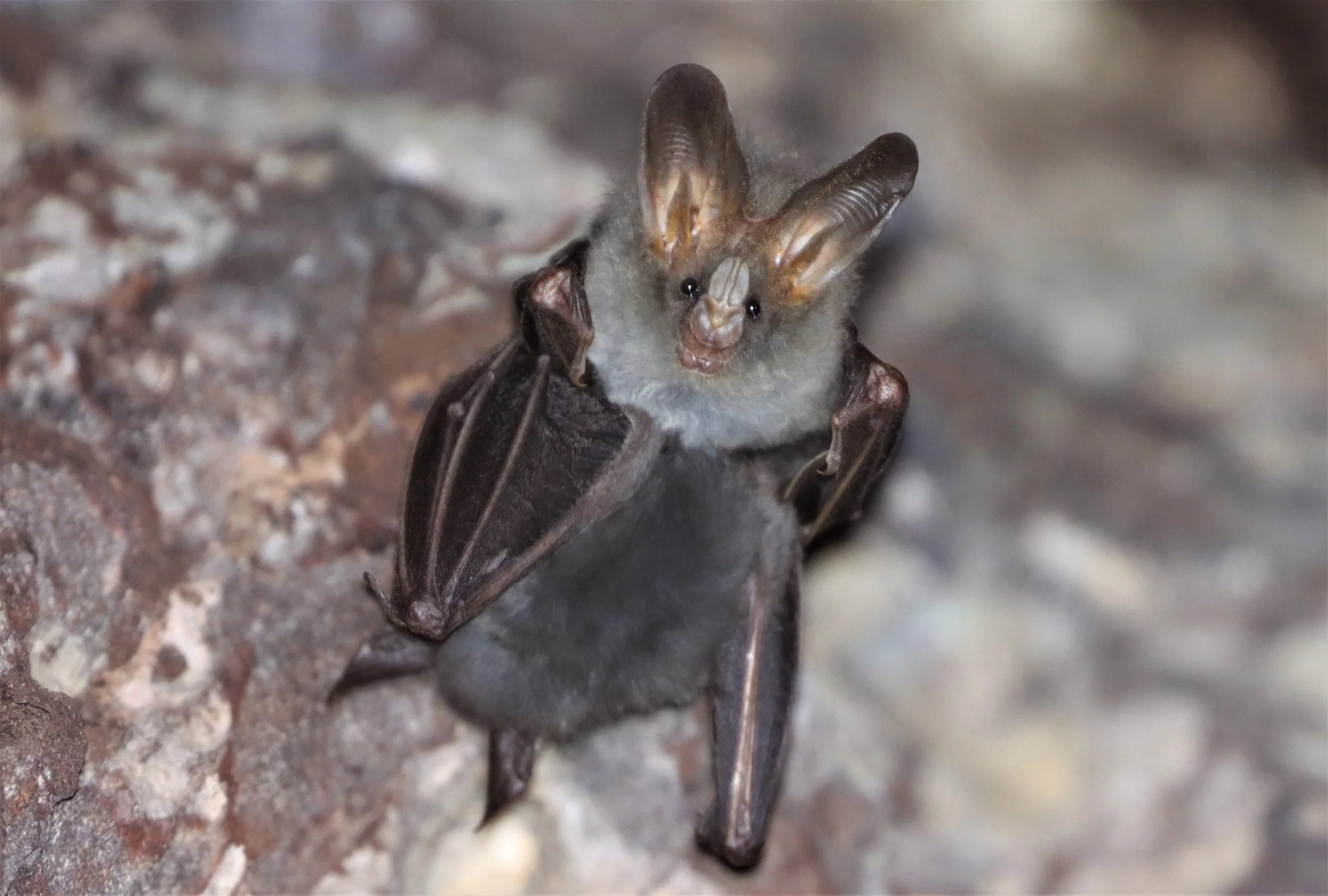 Genus Megaderma - False Vampire Bat — Coke Smith Wildlife