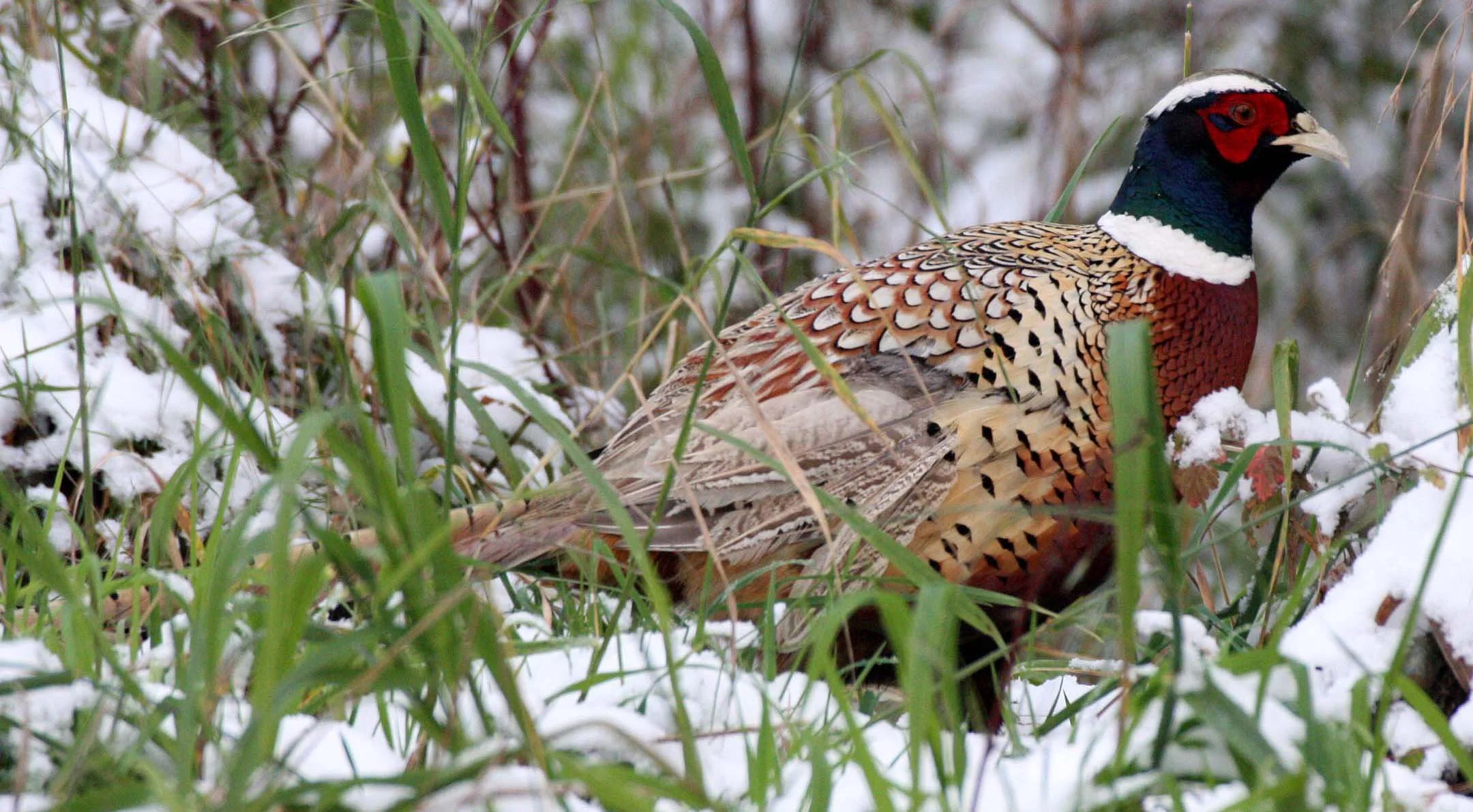 Common (Ring-necked) Pheasant (Phasianus colchicus) — Coke Smith Wildlife