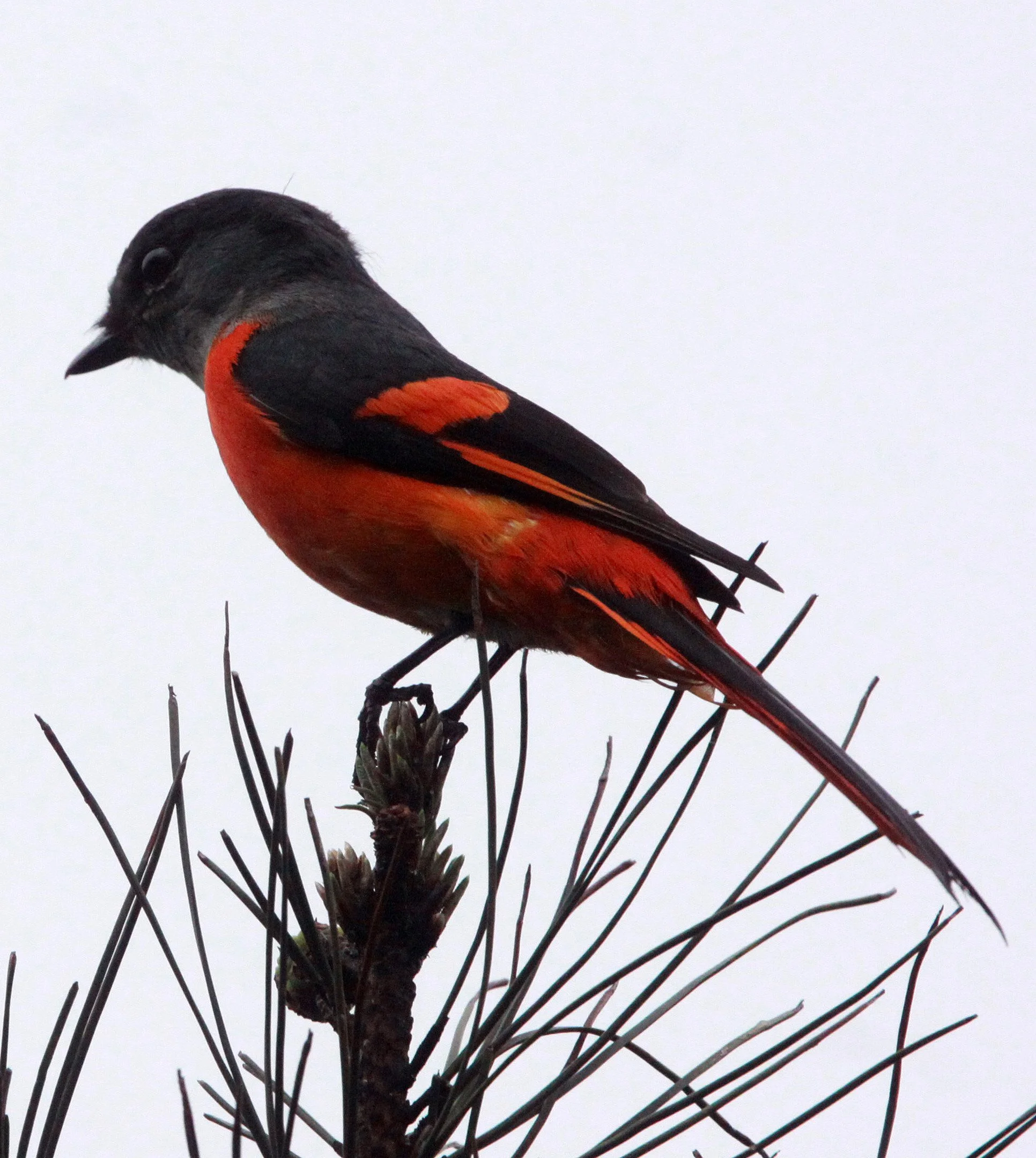 Gray-chinned Minivet (Pericrocotus solaris) Anhui Province China — Coke Smith Wildlife