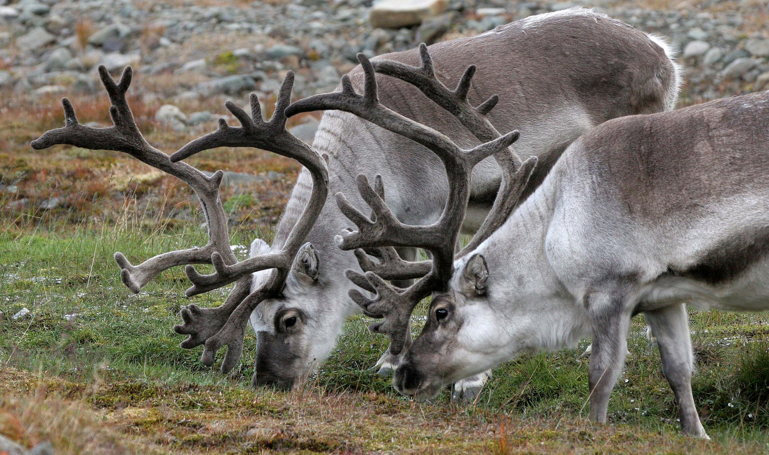 Genus Rangifer the Reindeer — Coke Smith Wildlife