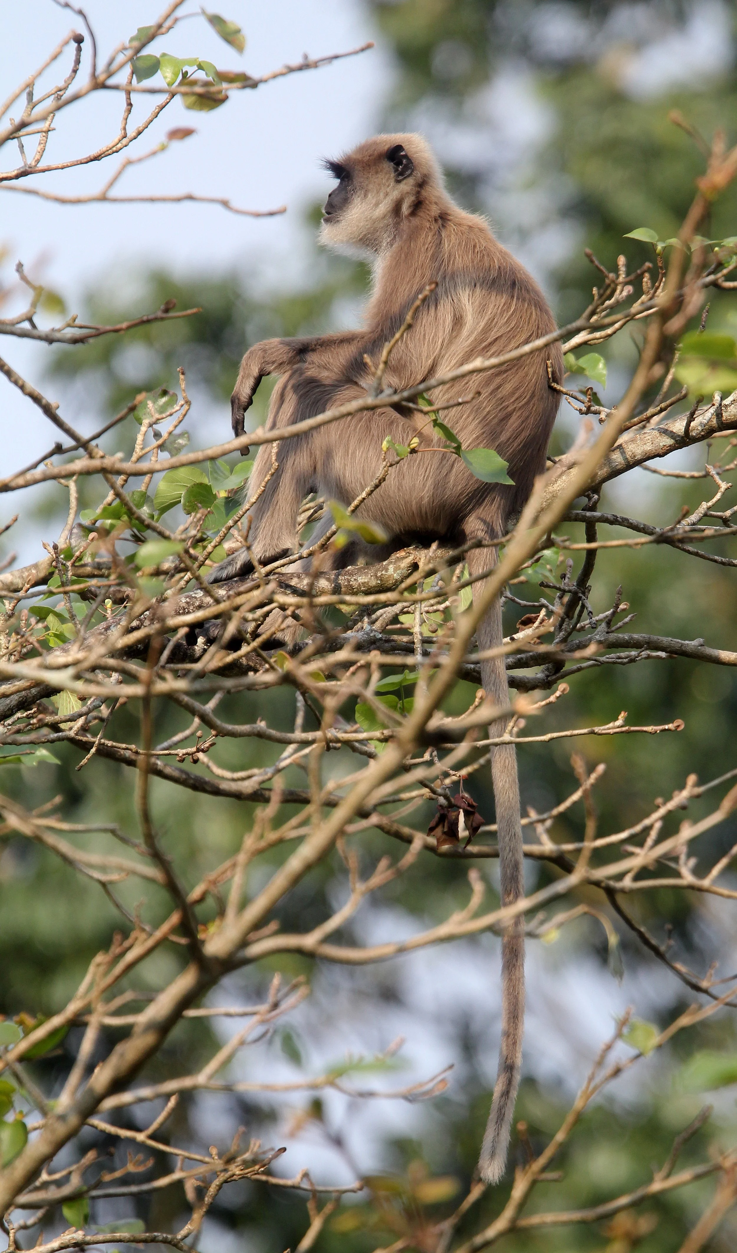 Semnopithecus hypoleucos Malabar Sacred Langurs — Coke Smith Wildlife