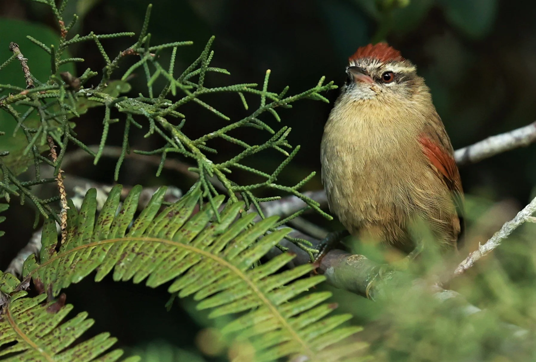Birds of Carlos Botelho State Park, Sao Paulo State — Coke Smith Wildlife