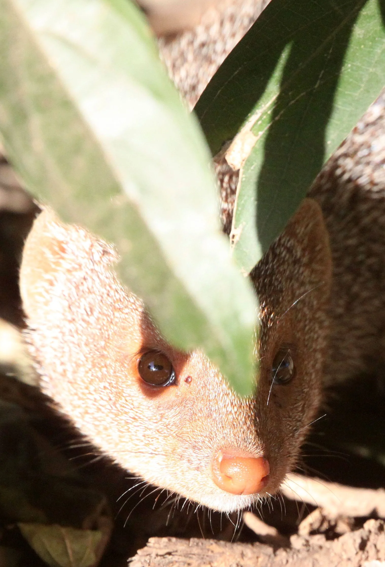 Herpestes edwardsi - Indian Grey Mongoose — Coke Smith Wildlife