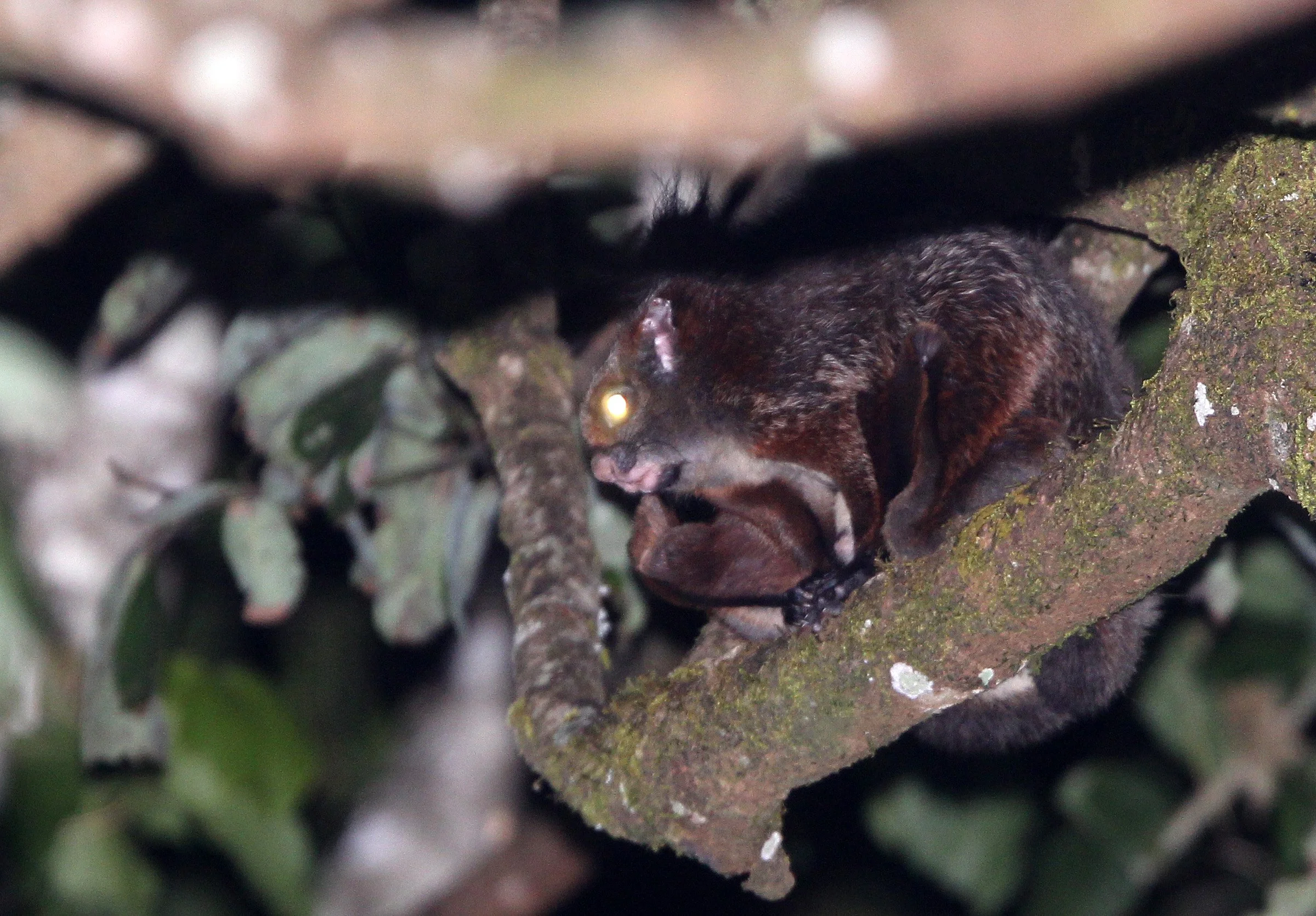 Petaurista philippensis - Indian Giant Flying Squirrel — Coke Smith ...