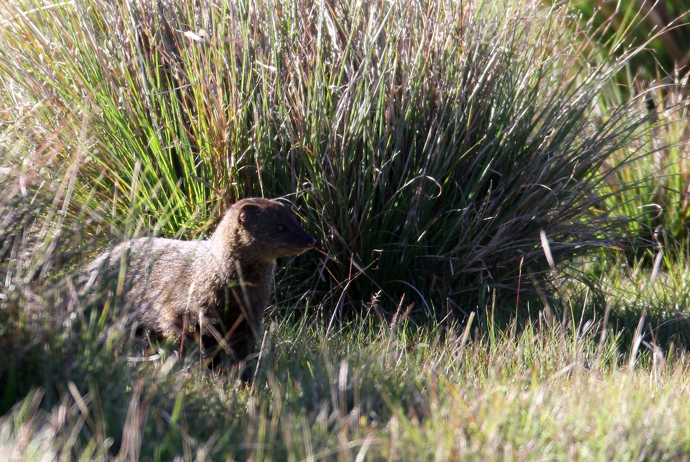 Herpestes fuscus - Indian or Sri Lankan Brown Mongoose — Coke Smith ...