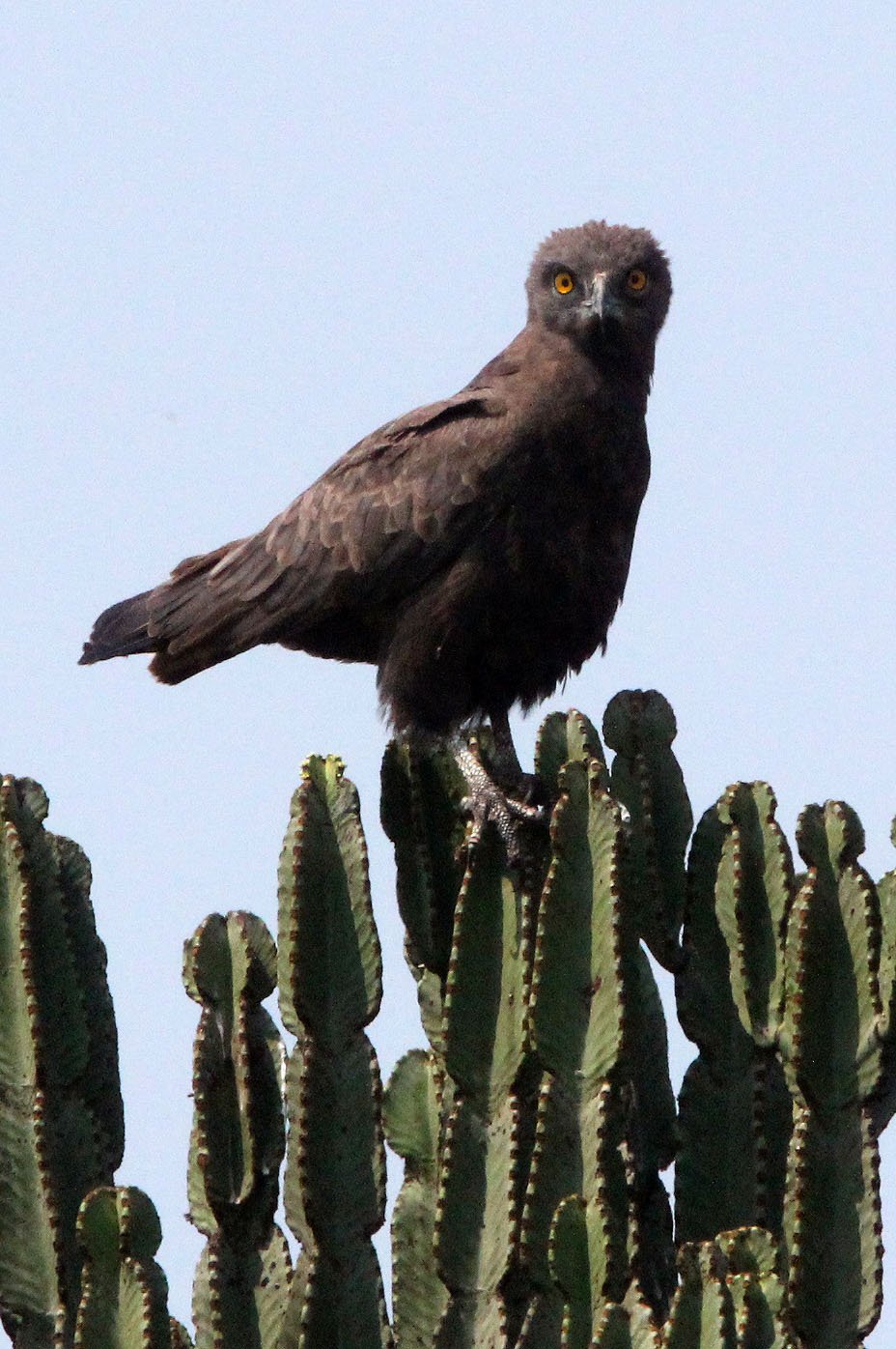 Genus Circaetus, Snake Eagles — Coke Smith Wildlife