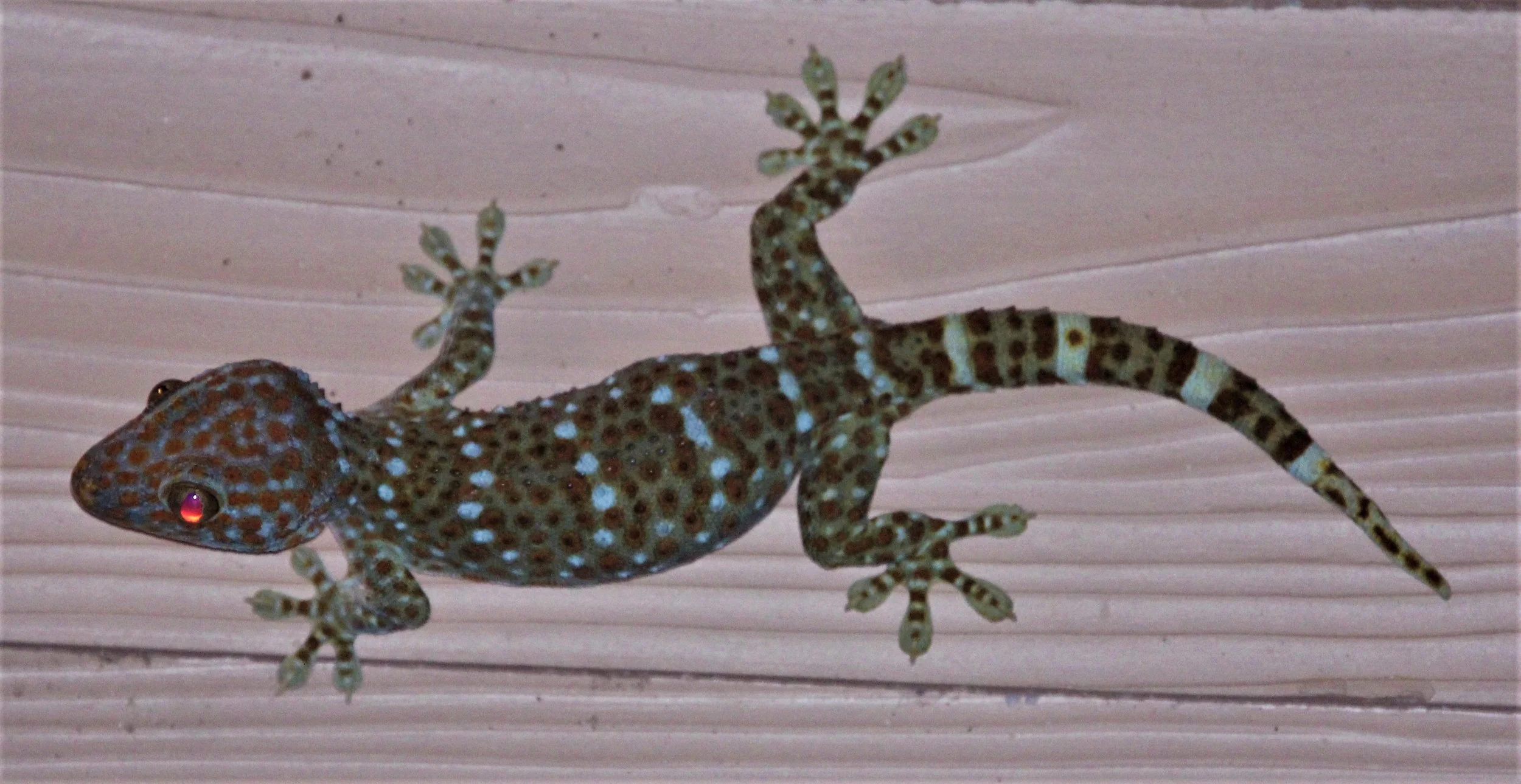 Family Gekkonidae - Geckos — Coke Smith Wildlife