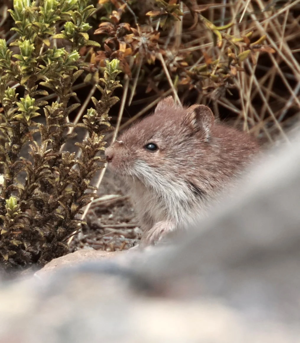 White-bellied Grass Mouse (Akodon albiventer) — Coke Smith Wildlife