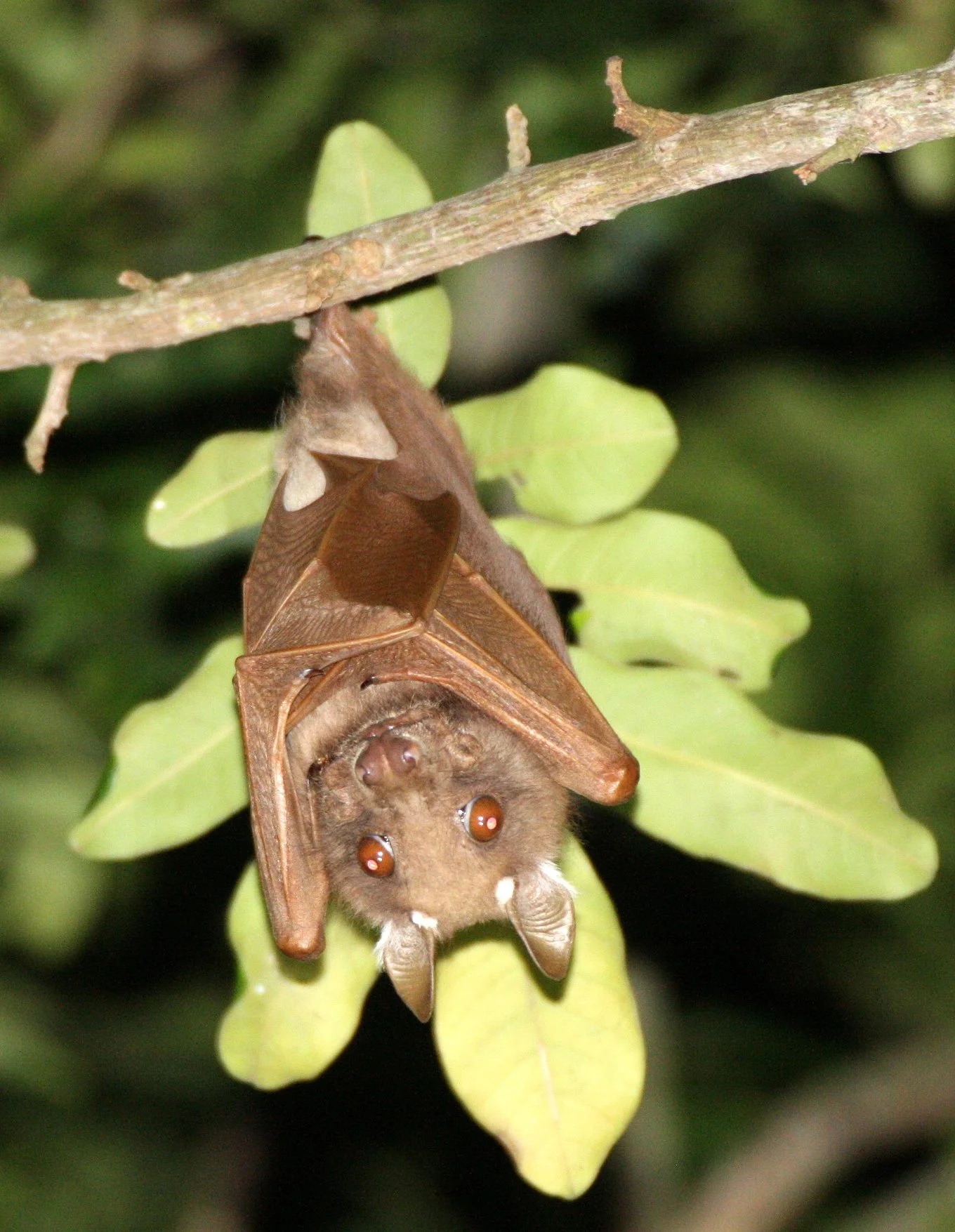 Genus Epomophorus - EPAULETTED FRUIT BAT — Coke Smith Wildlife