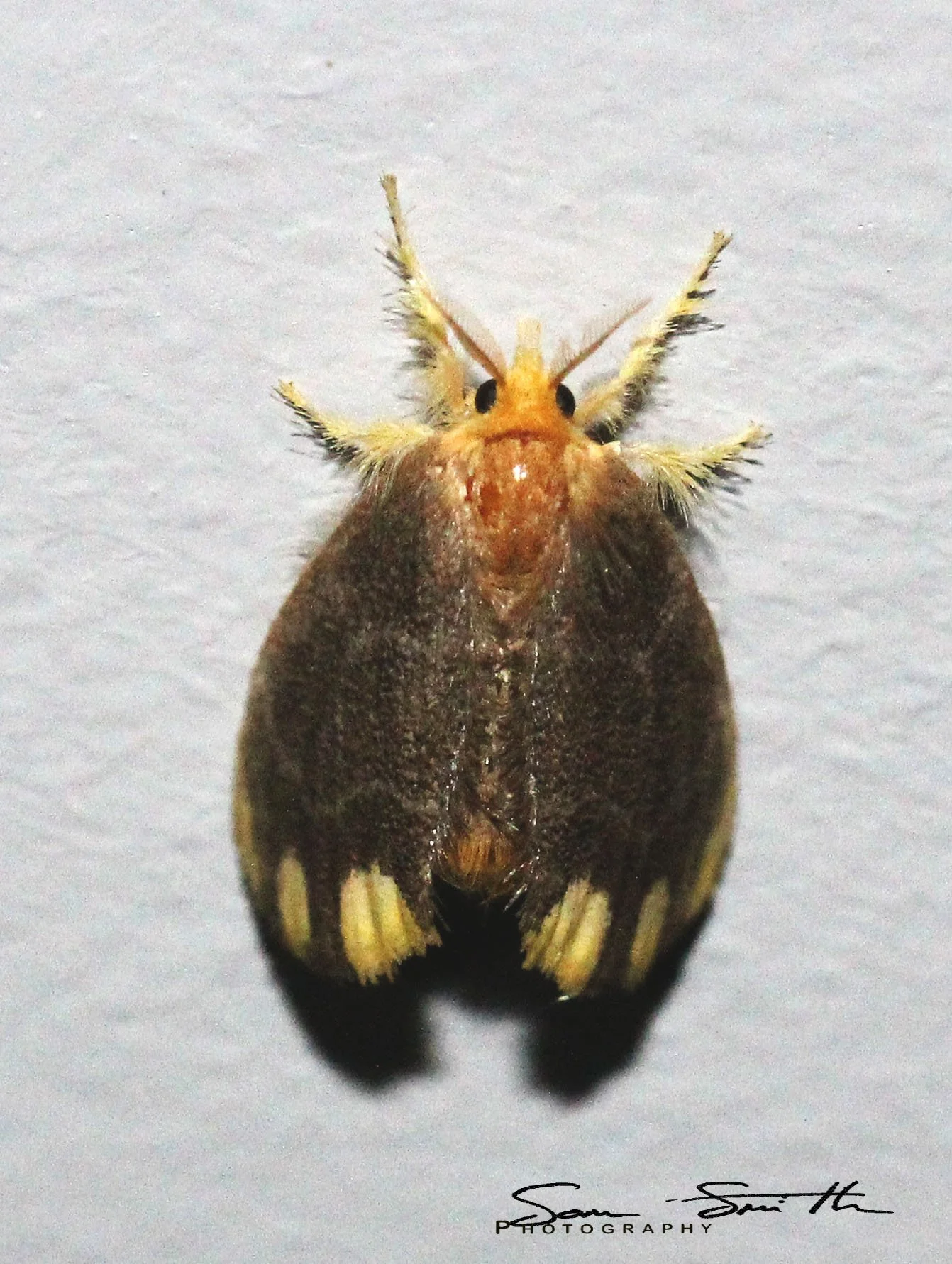 Family Lymantriidae - Tussock Moths — Coke Smith Wildlife
