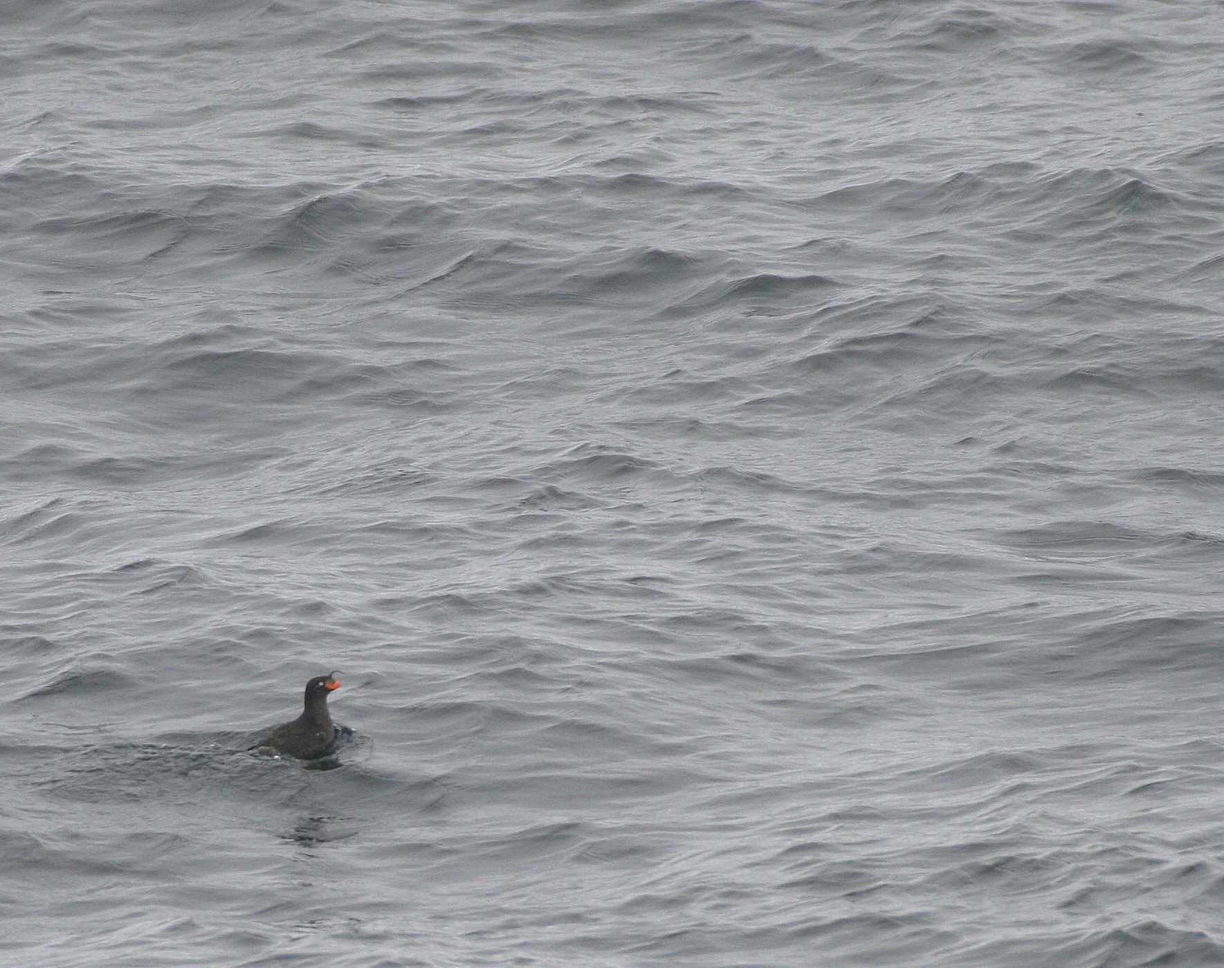 Genus Aethia, Auklets — Coke Smith Wildlife